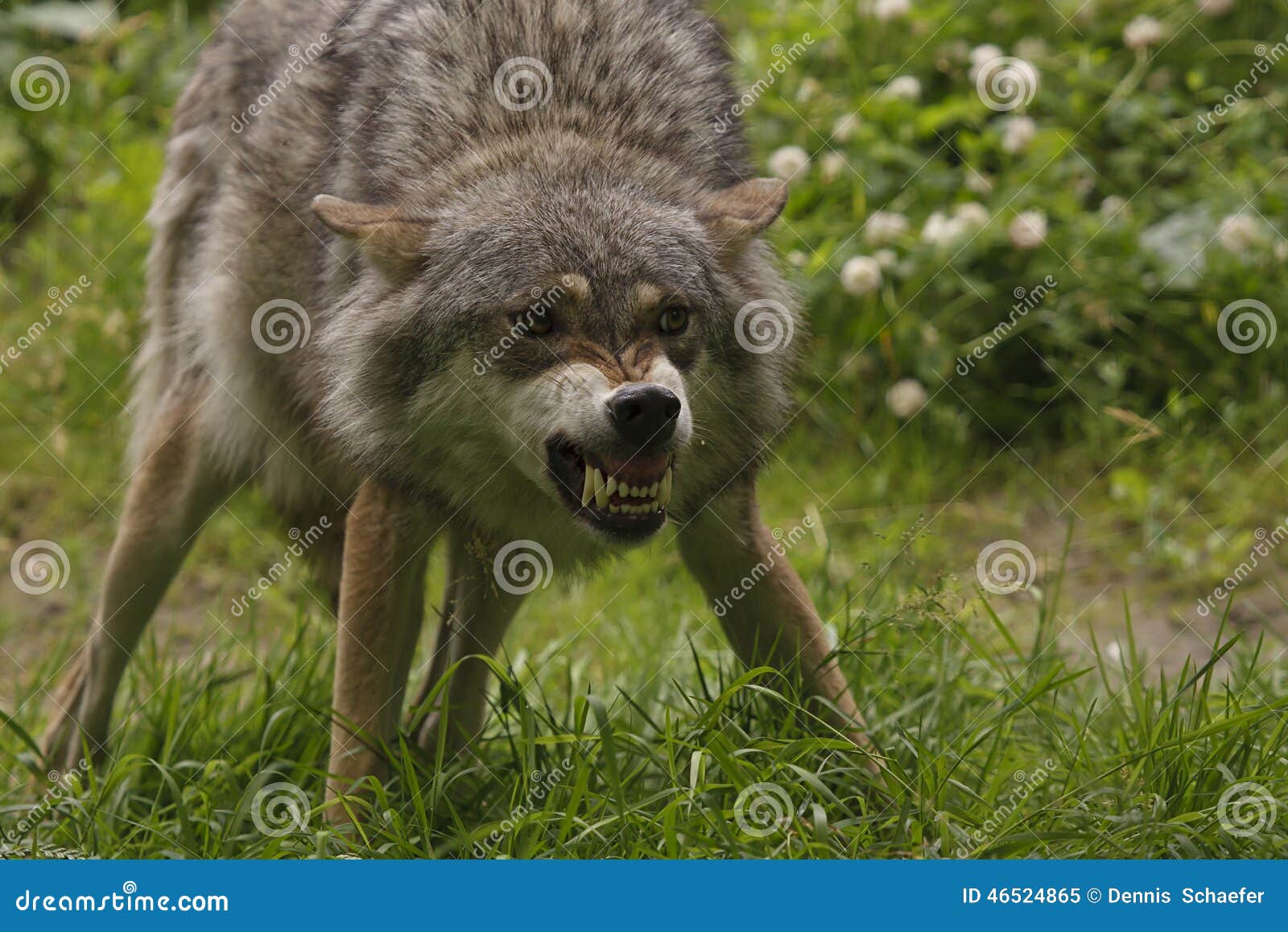 Angry wolf stock image. Image of animal, canids, forest - 46524865
