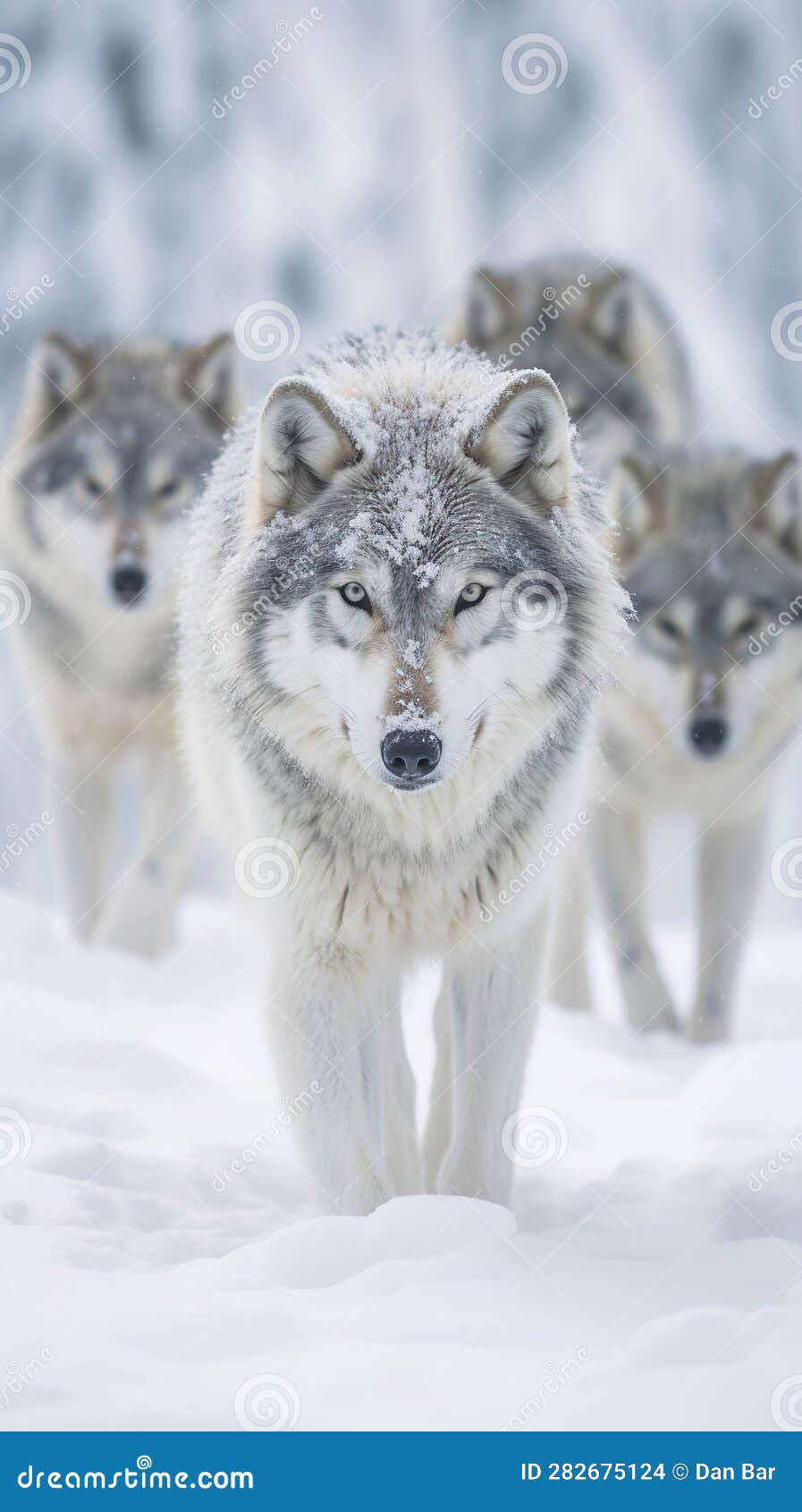Angry Wolf Walking Towards the Camera. Generative AI Stock Illustration ...