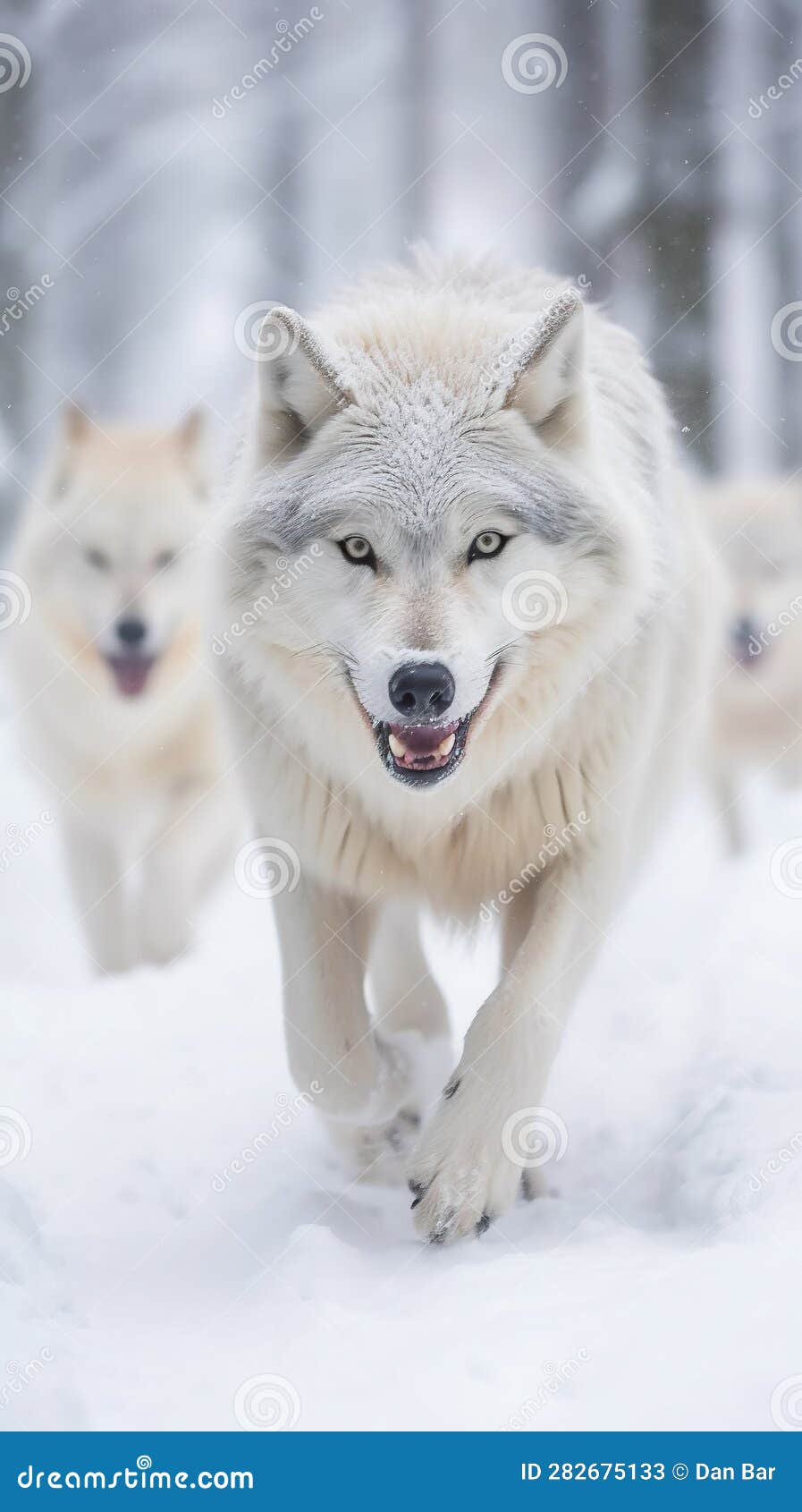 Wolf Walking Along A Misty Path Toward The Viewer. AI-generated. Stock ...