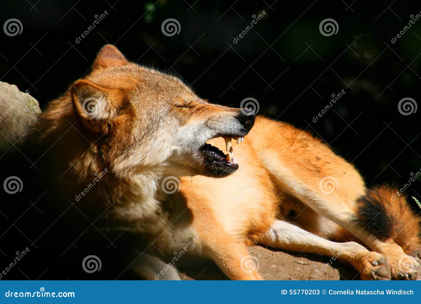 Angry wolf stock image. Image of animal, angry, wolf - 55770203