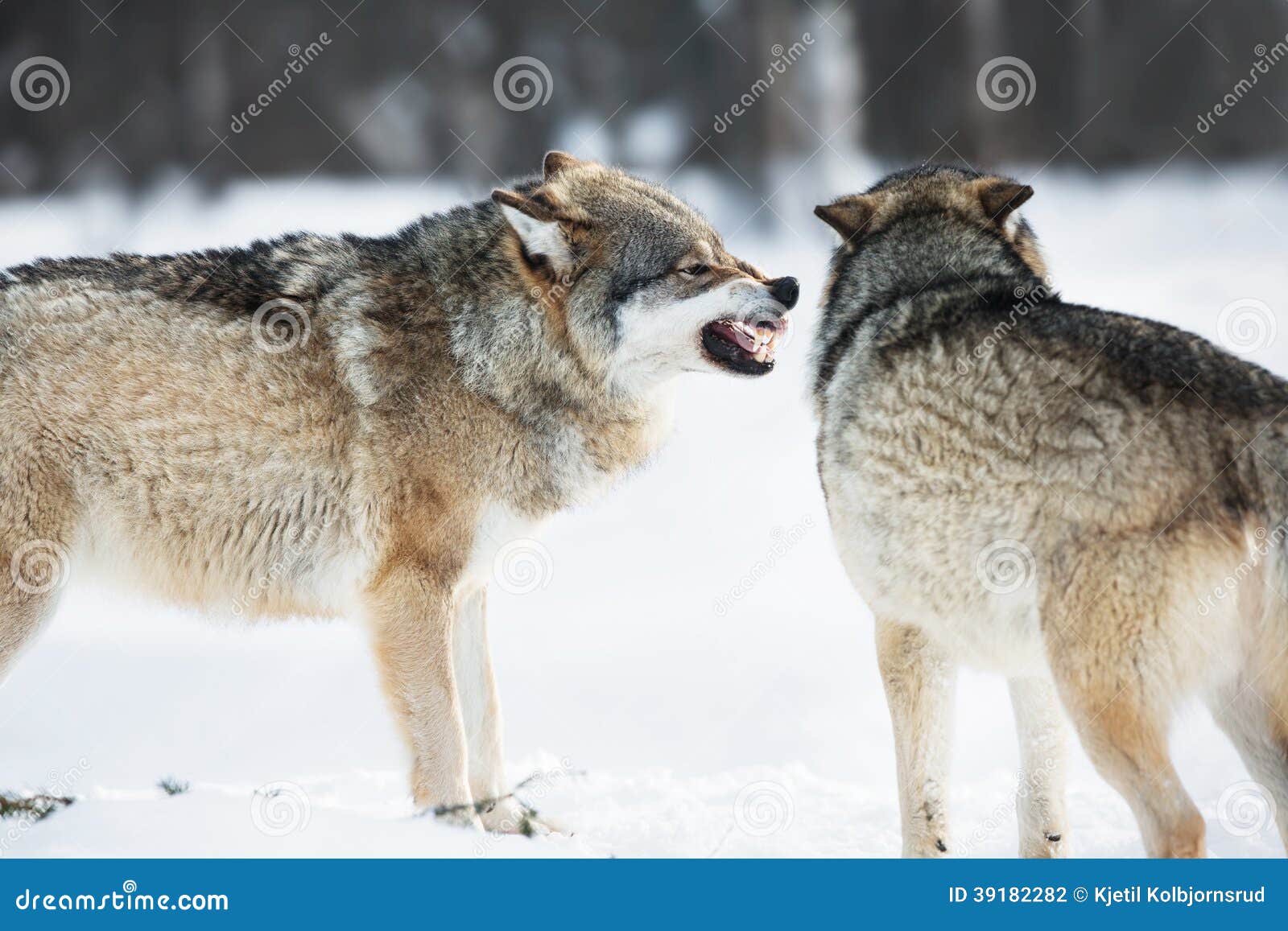 Angry Wolves in Winter Forest Stock Photo - Image of north, nature ...
