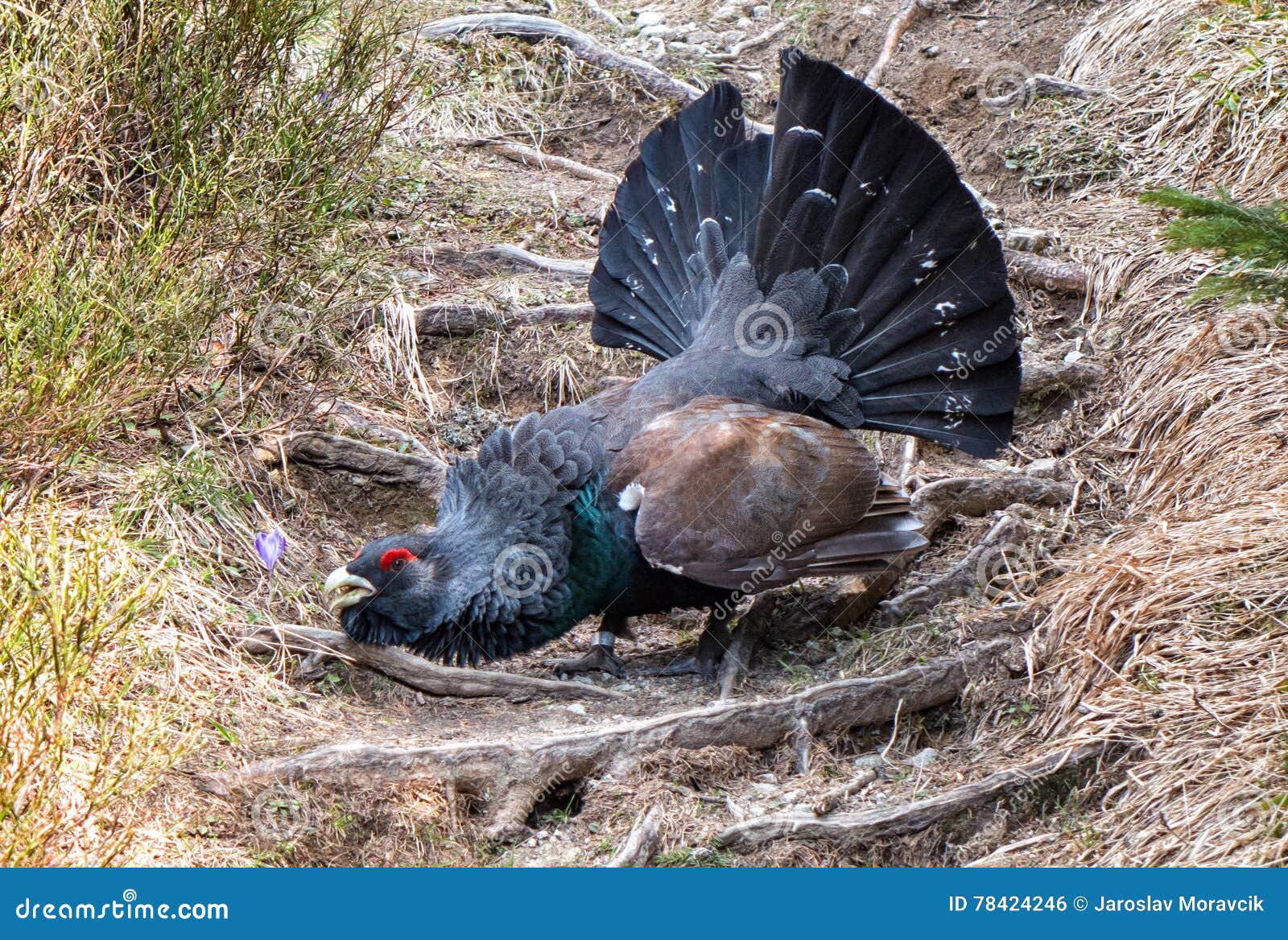 Angry wood grouse stock photo. Image of animal, forest - 78424246