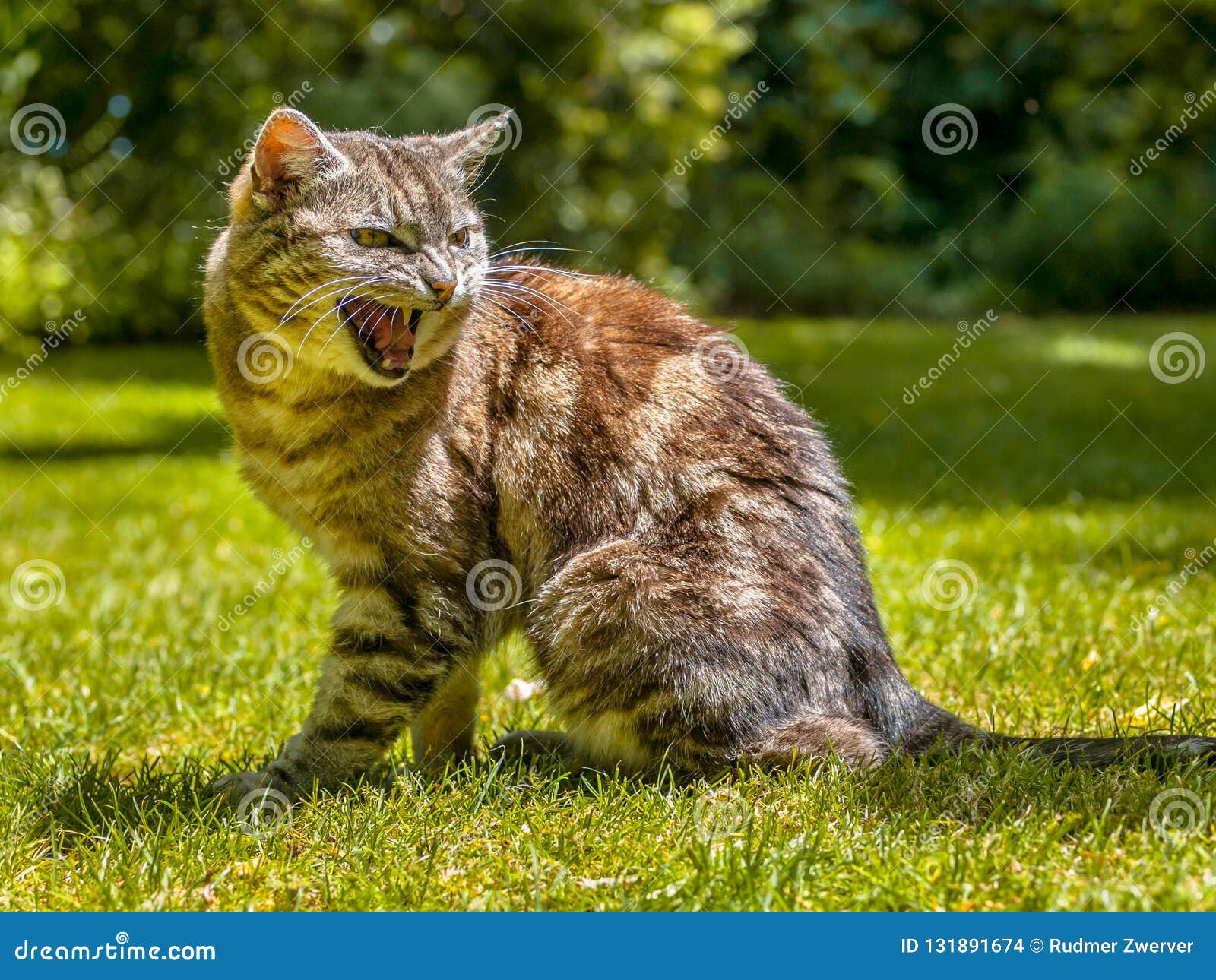Yelling Cat Stock Photos - Download 238 Royalty Free Photos