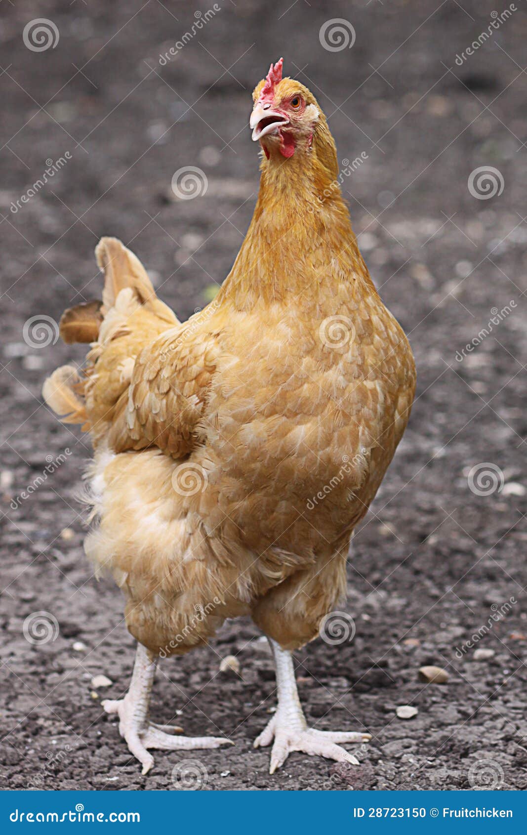 134 Yellow Orpington Photos - Free & Royalty-Free Stock Photos from ...