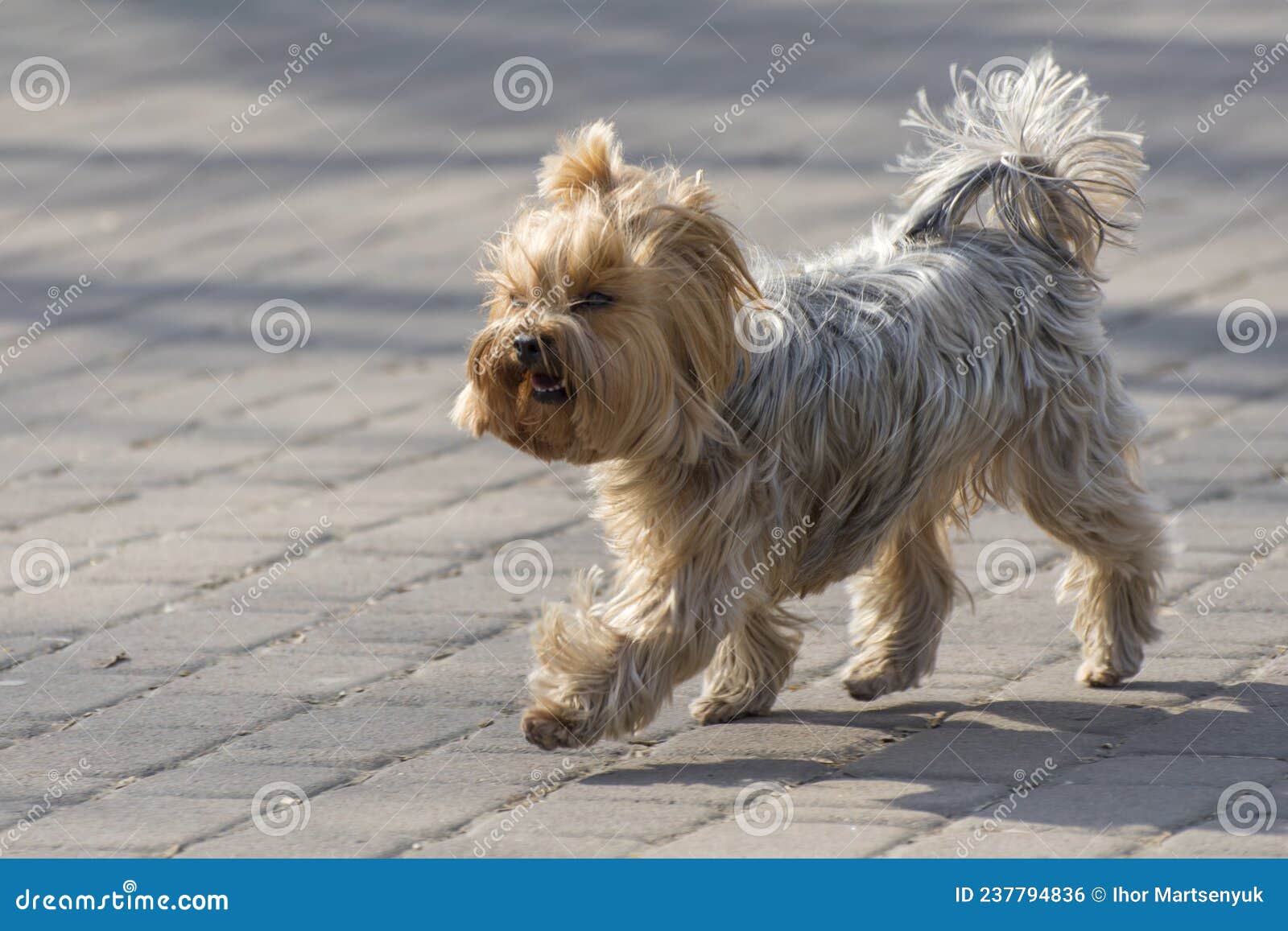 Angry Yorkshire Terrier Runs Towards. Rabid Animals Stock Photo - Image ...