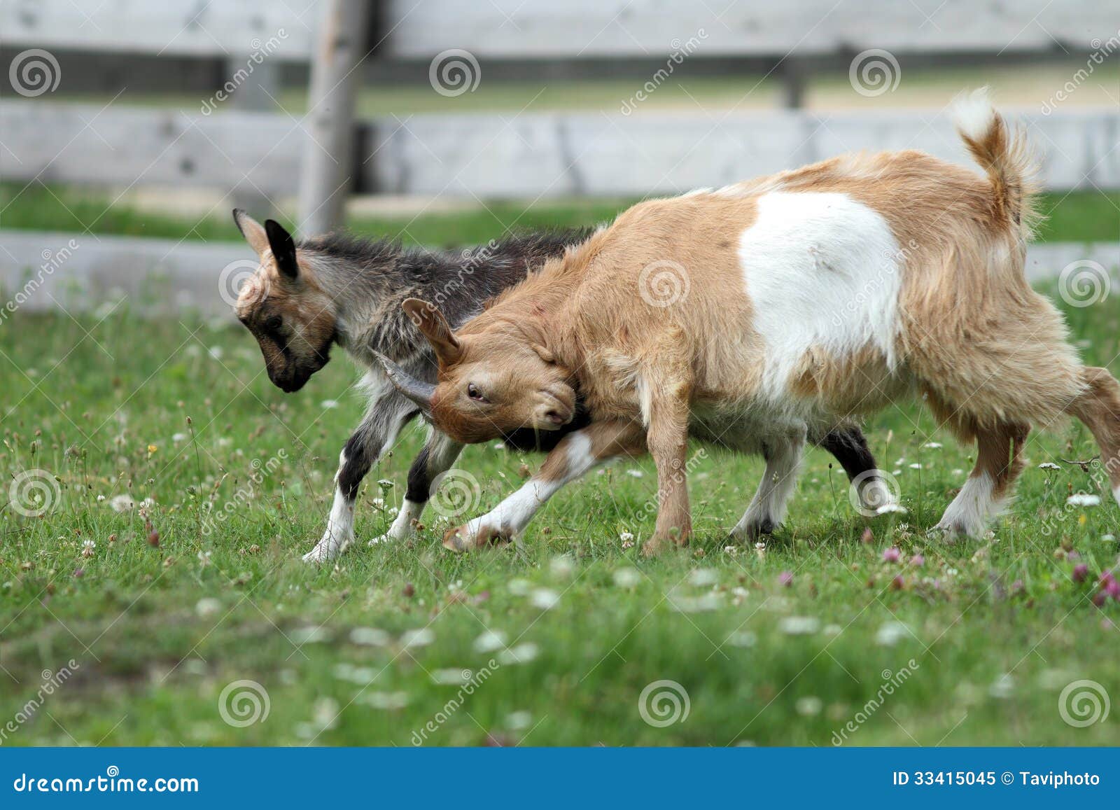 Angry young goats fighting stock image. Image of green - 33415045