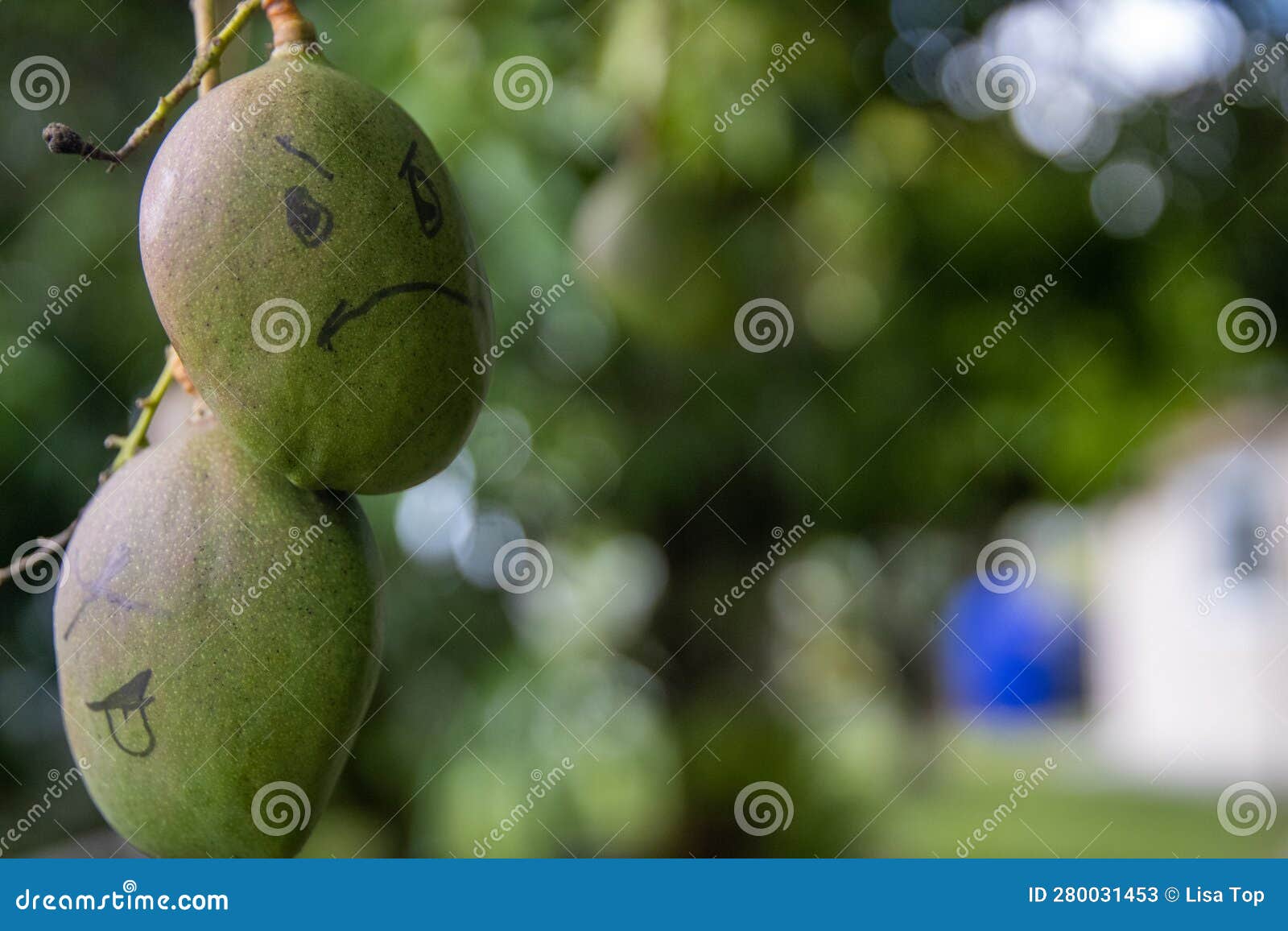 Angry Young Mango stock image. Image of nature, tree - 280031453