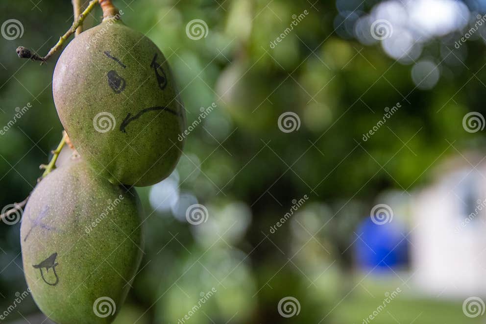Angry Young Mango stock image. Image of nature, tree - 280031453