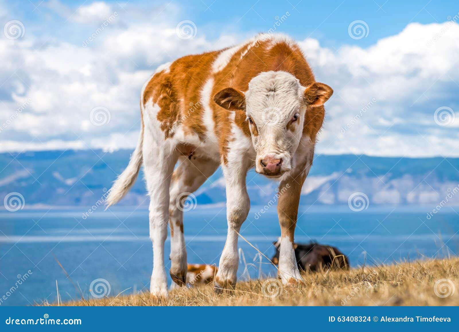 Angry Young Red Cow with White Spots Stock Photo - Image of farmland ...