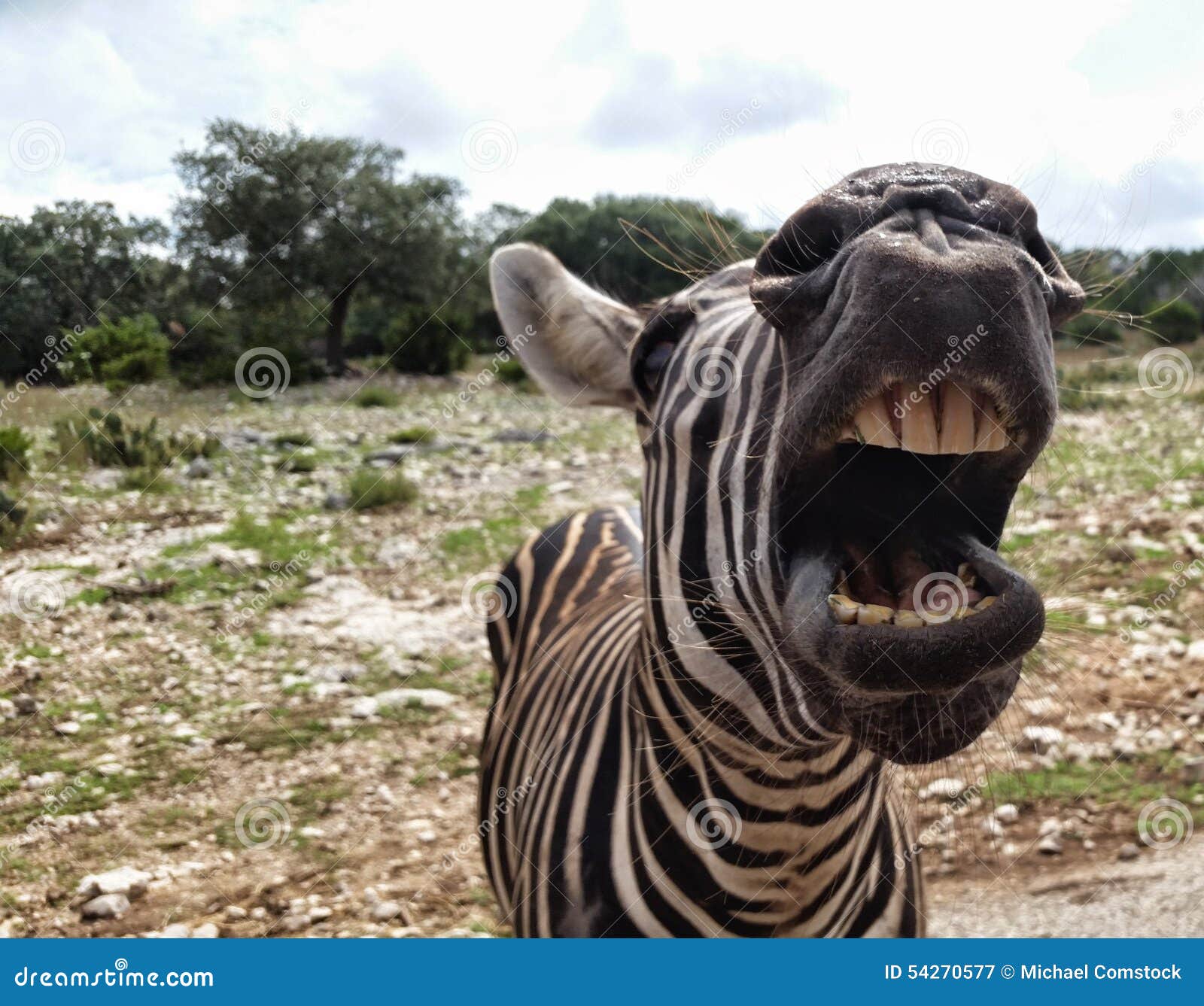 Angry zebra stock image. Image of teeth, showing, angry - 54270577