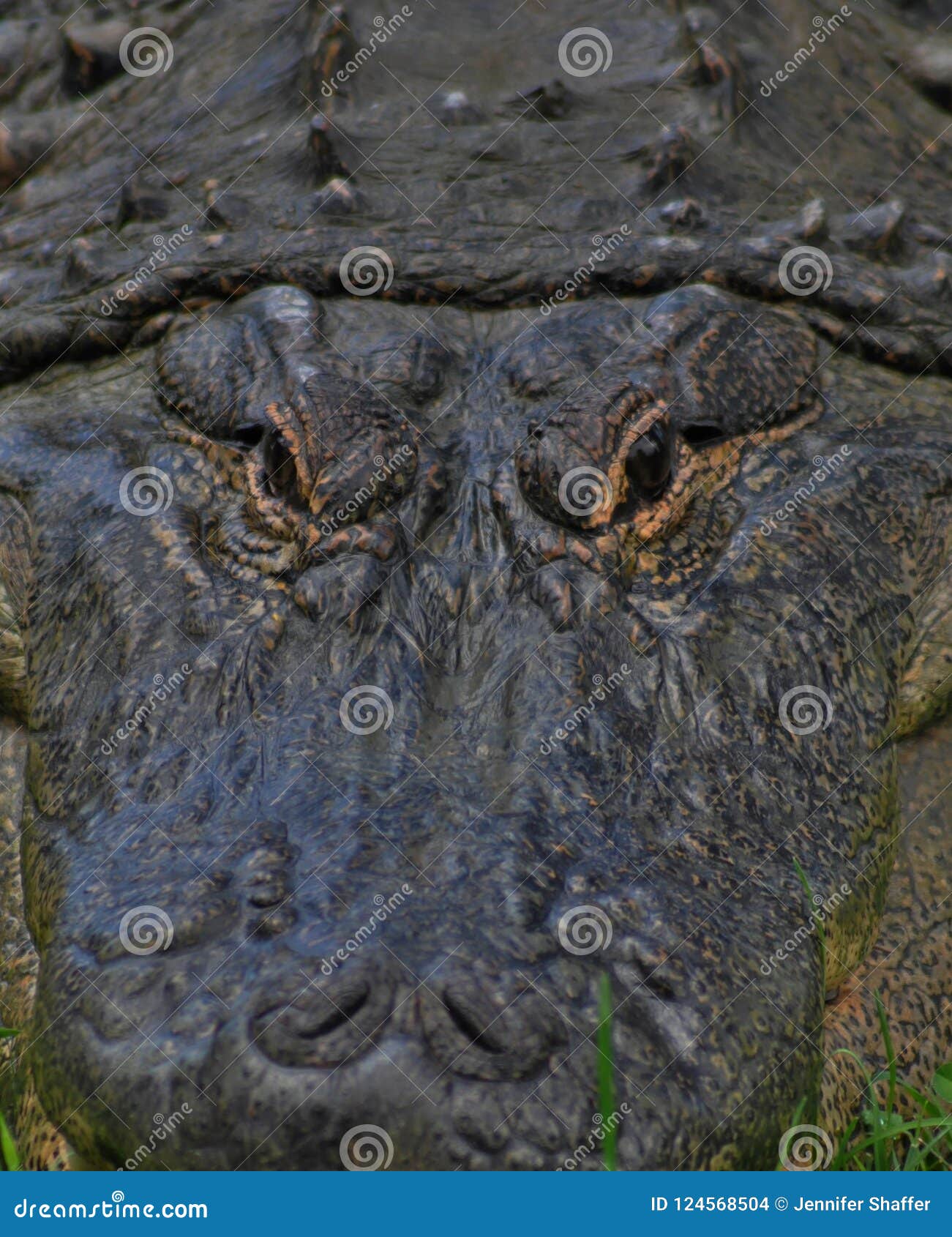 Angry Alligator stock photo. Image of animal, creature - 124568504