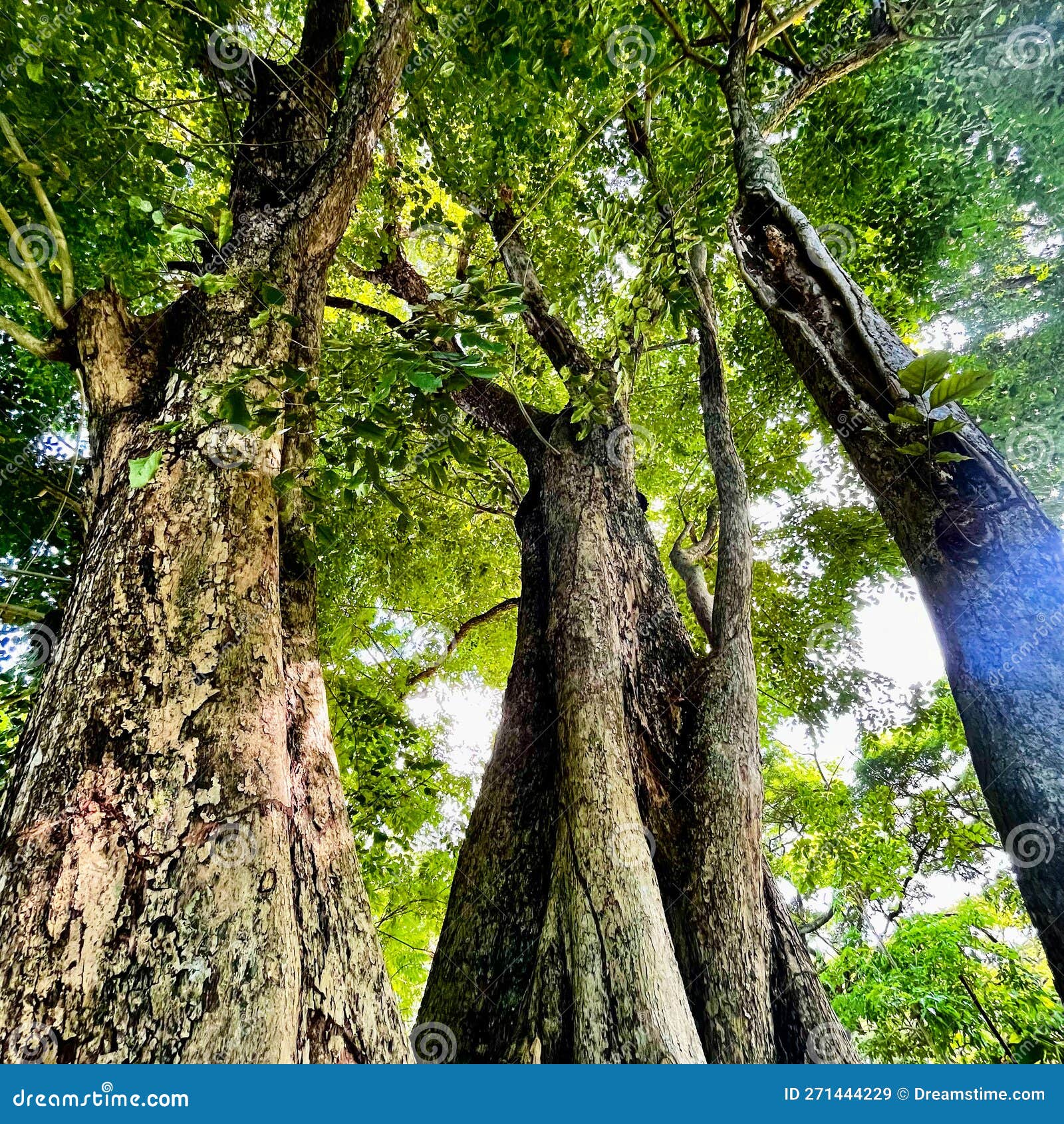 Angsana tree stock image. Image of landscape, shade - 271444229
