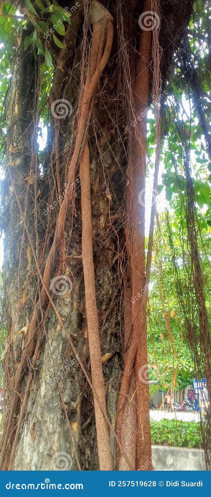 The Angsana Tree with a Unique Texture Has an Abstract and Antique ...