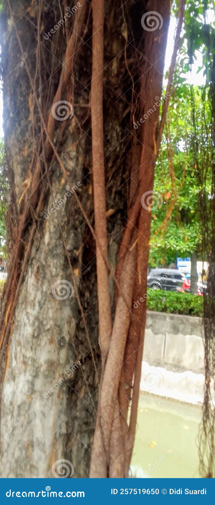 The Angsana Tree with a Unique Texture Has an Abstract and Antique ...