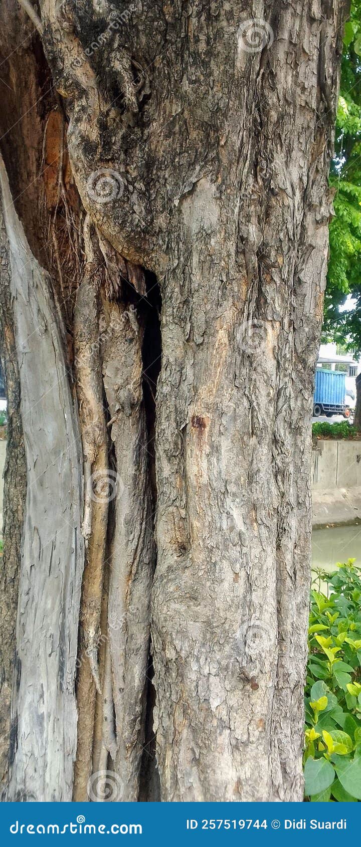 The Angsana Tree with a Unique Texture Has an Abstract and Antique ...