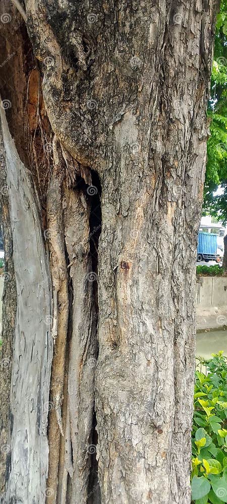 The Angsana Tree with a Unique Texture Has an Abstract and Antique ...