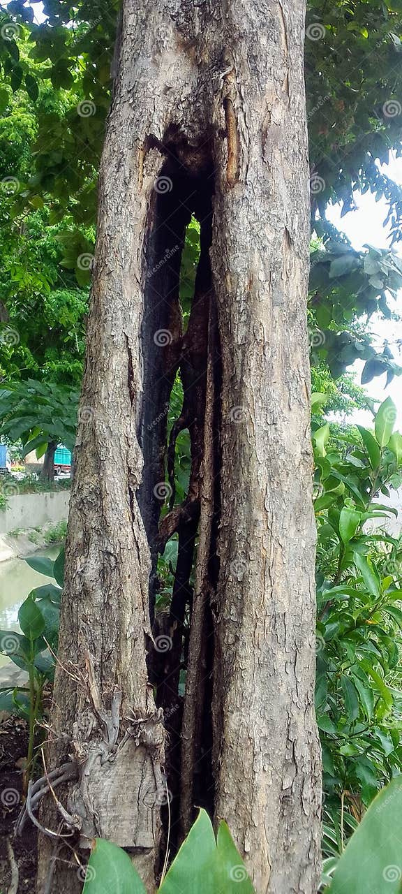 The Angsana Tree with a Unique Texture Has an Abstract and Antique ...