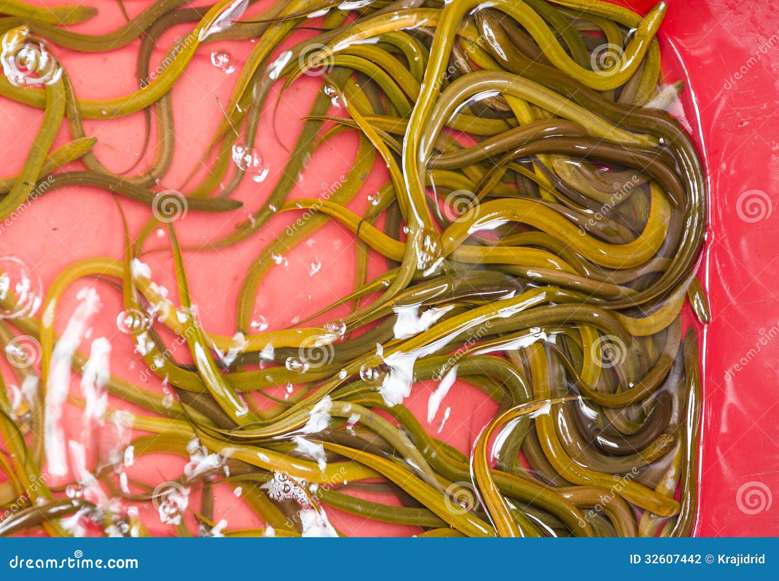 Anguilas foto de archivo. Imagen de calle, salino, anguila - 32607442