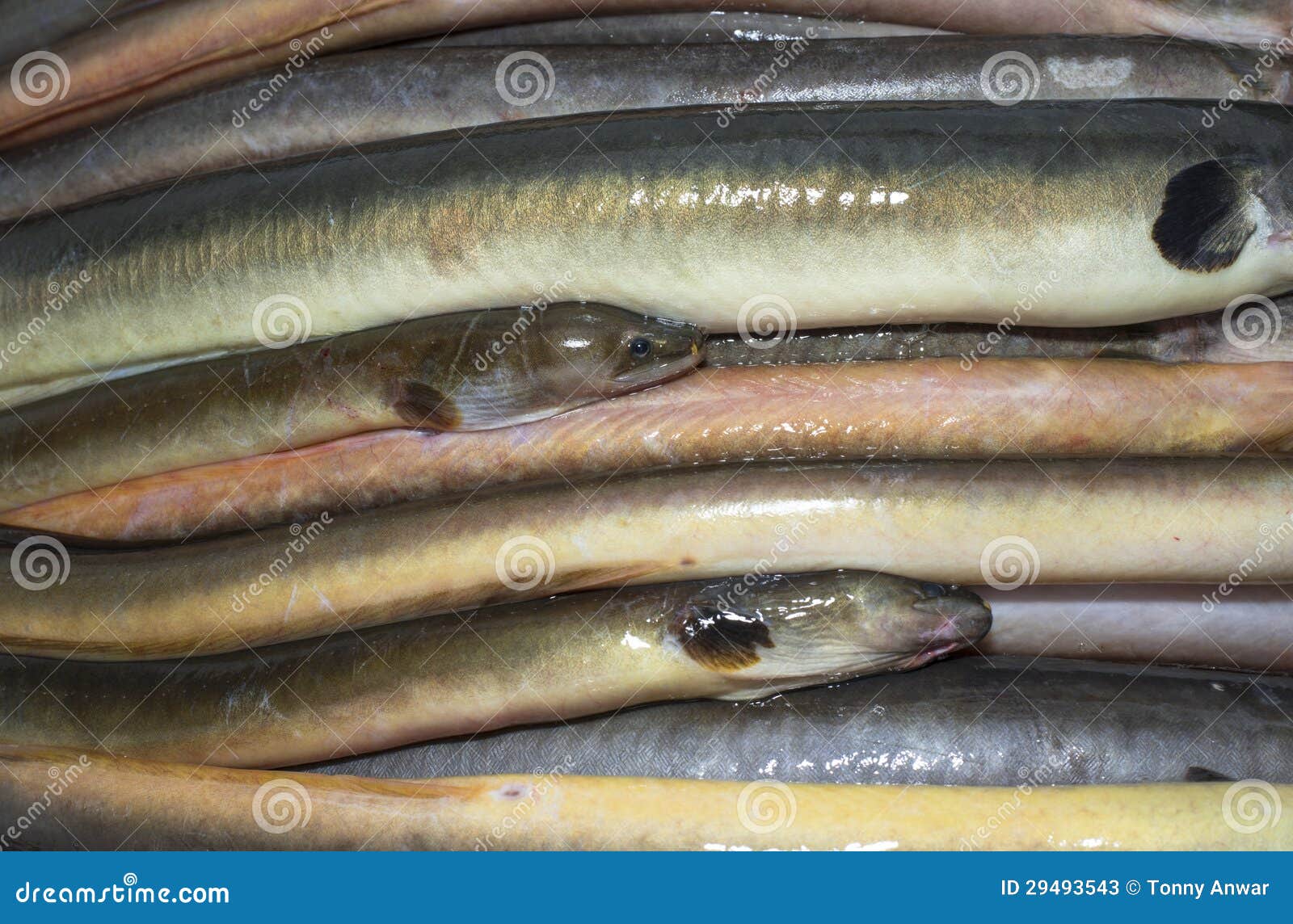 Anguilla Bicolor stock image. Image of bicolor, catch - 29493543