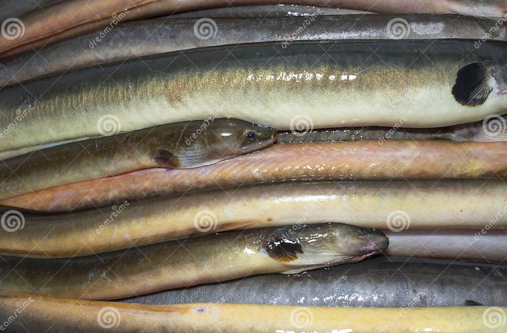 Anguilla Bicolor stock image. Image of bicolor, catch - 29493543