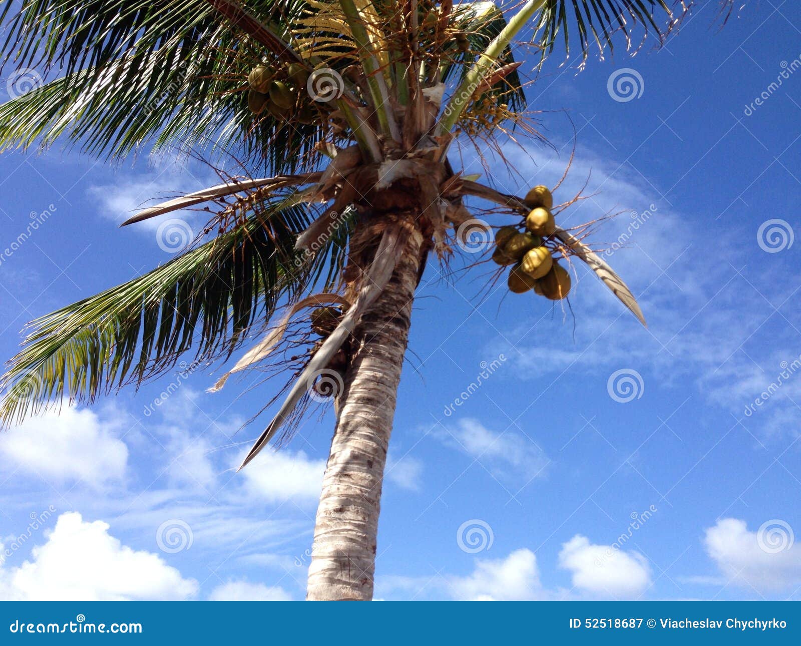 Anguilla Coconut Tree stock image. Image of palm, tree - 52518687