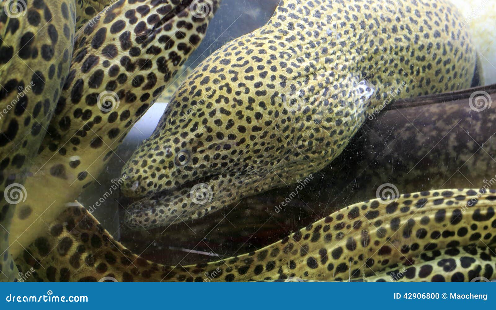 Anguilla di mare fotografia stock. Immagine di mare, casella - 42906800