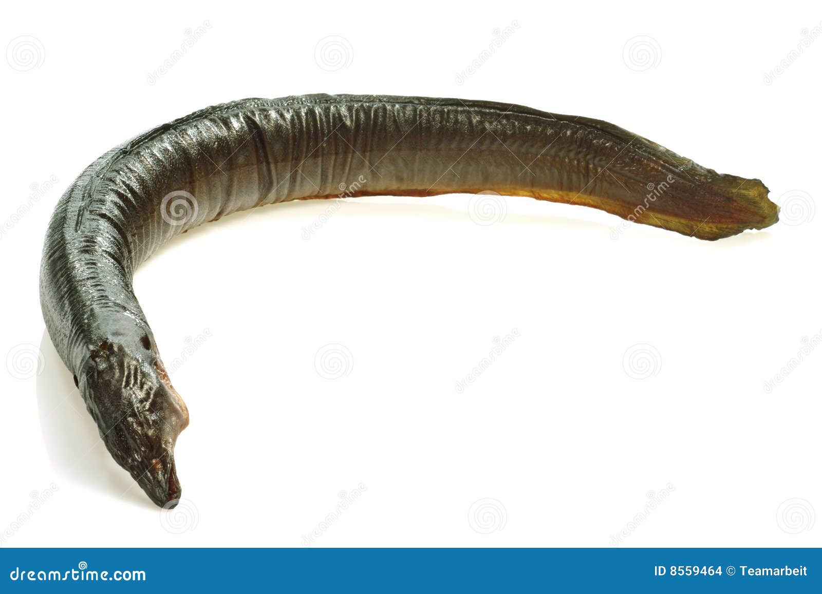 Anguille photo stock. Image du anguille, nourriture, fumé - 8559464