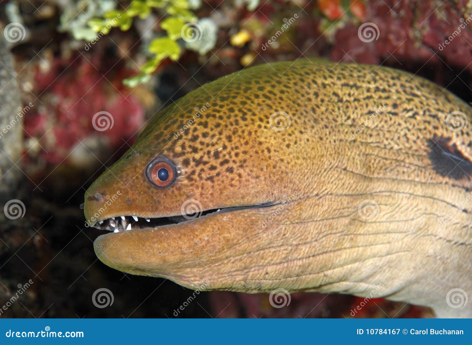 Anguille De Moray Photographie stock libre de droits - Image: 10784167