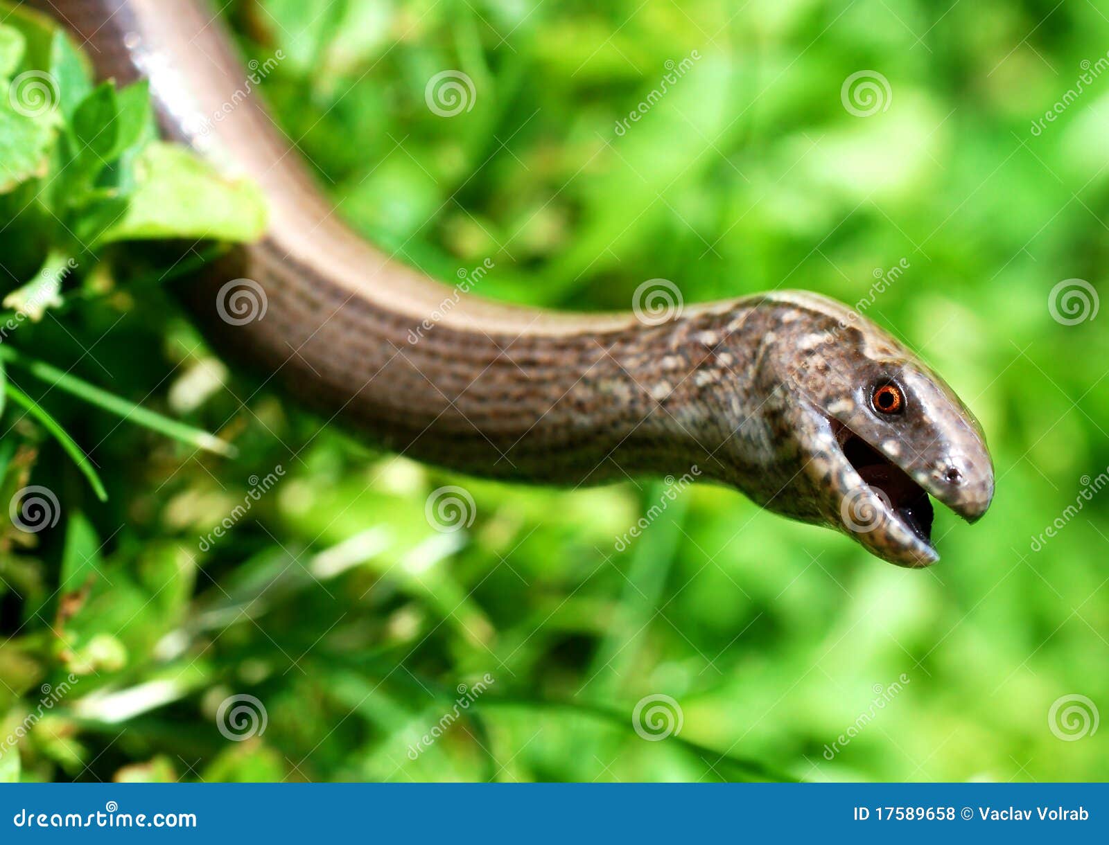Anguis fragilis stock photo. Image of blindworm, wildlife - 17589658
