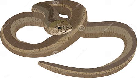 Anguis fragilis stock vector. Illustration of anguis, lacertid - 381495