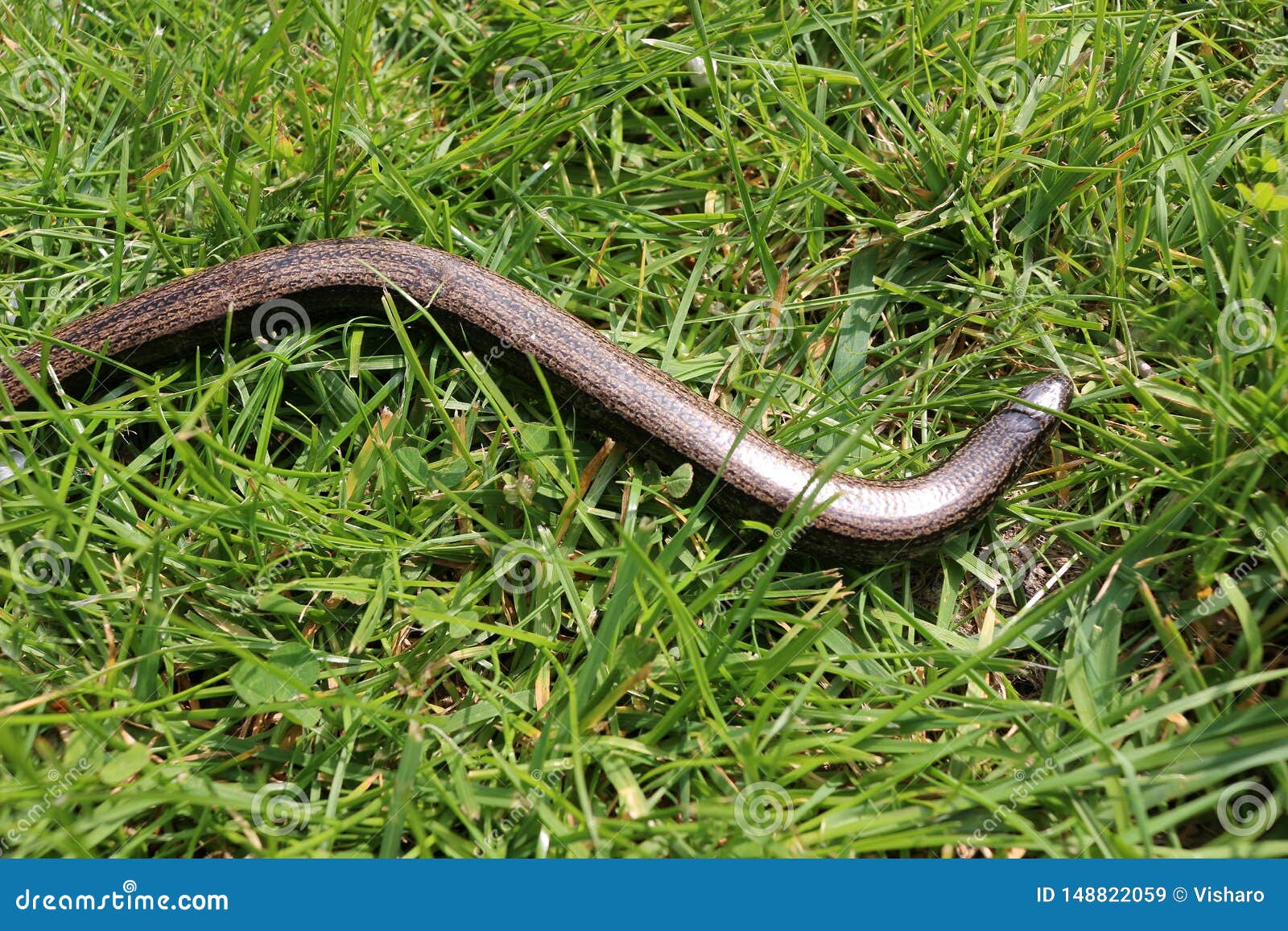 Common Slowworm, Deaf Adder, Anguis Fragilis, Redes Natural Park, Spain ...
