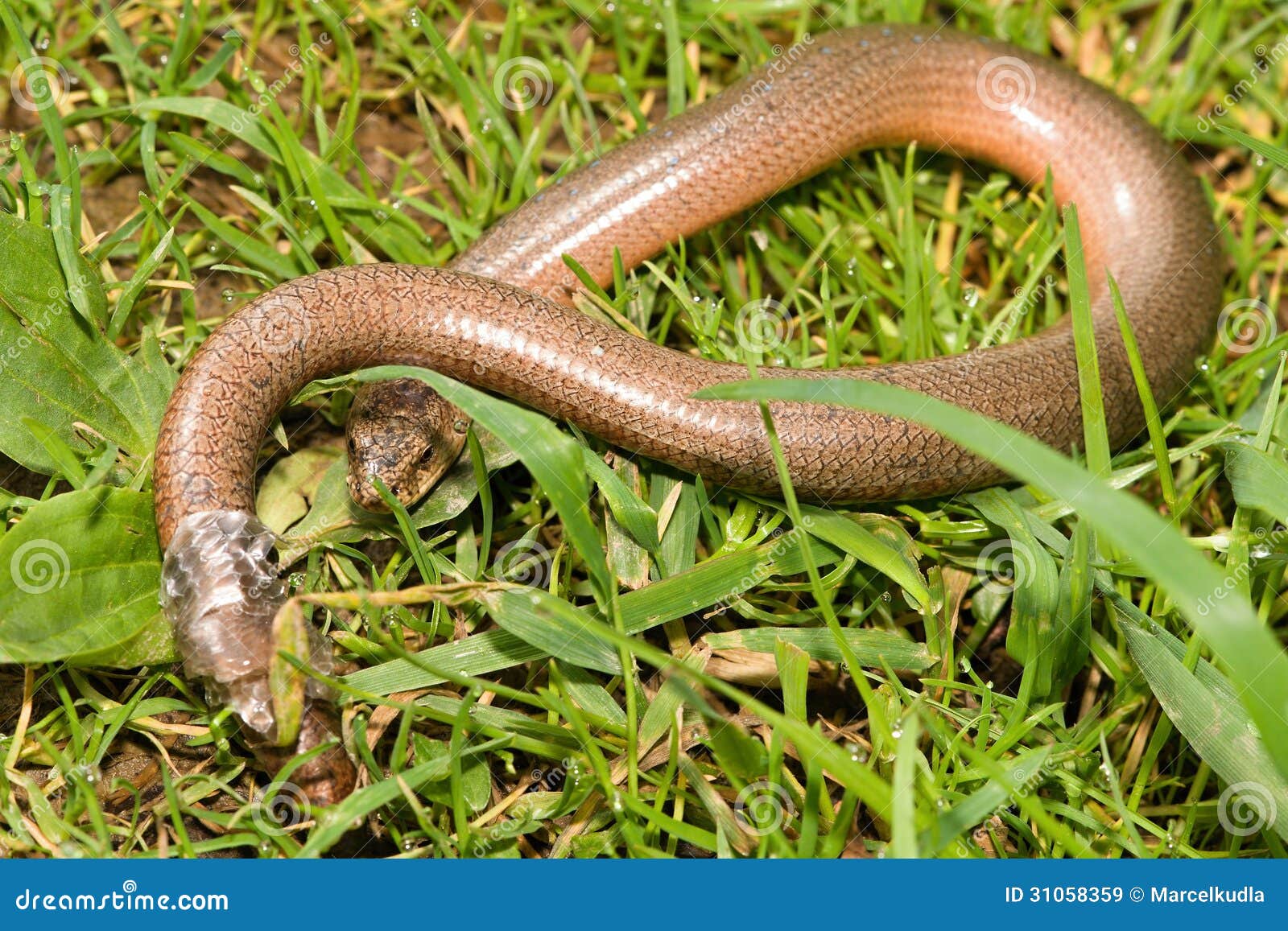 Anguis Fragilis, Slow Worm Basking On A Sandy Surface In A Natural ...