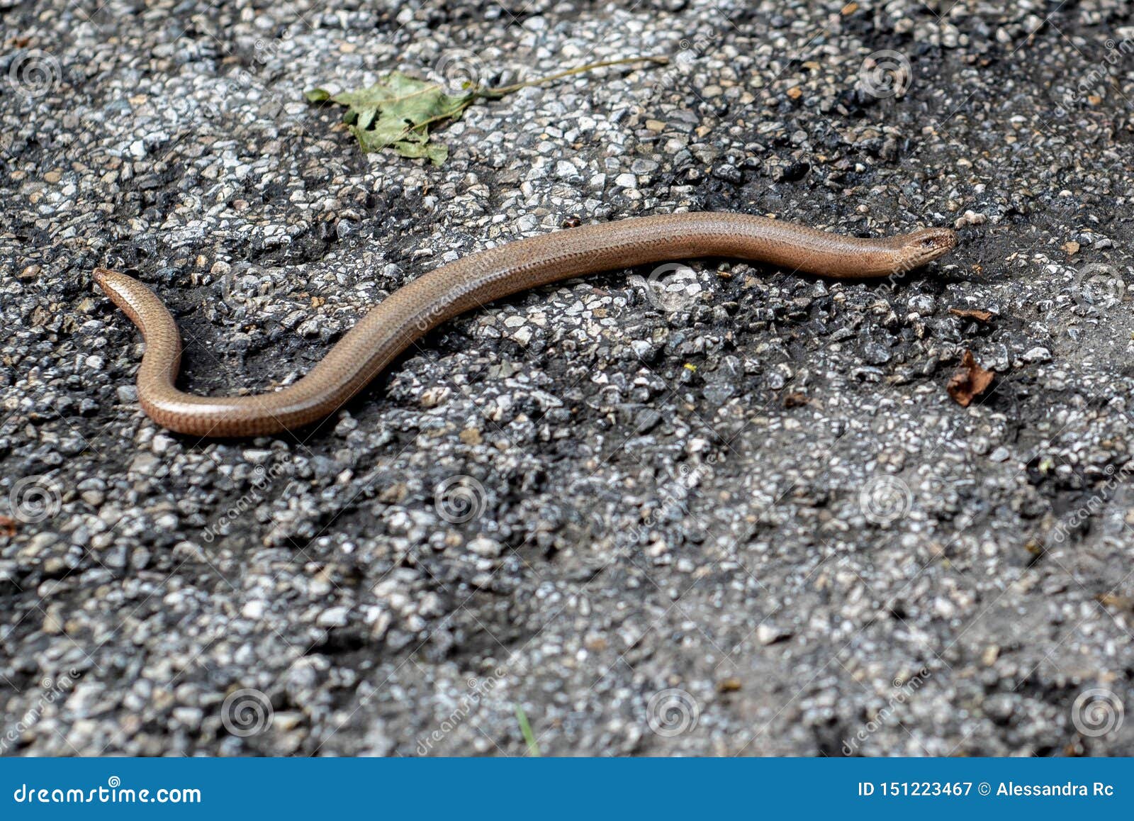 Anguis Fragilis, a Legless Lizards Stock Image - Image of lizard ...