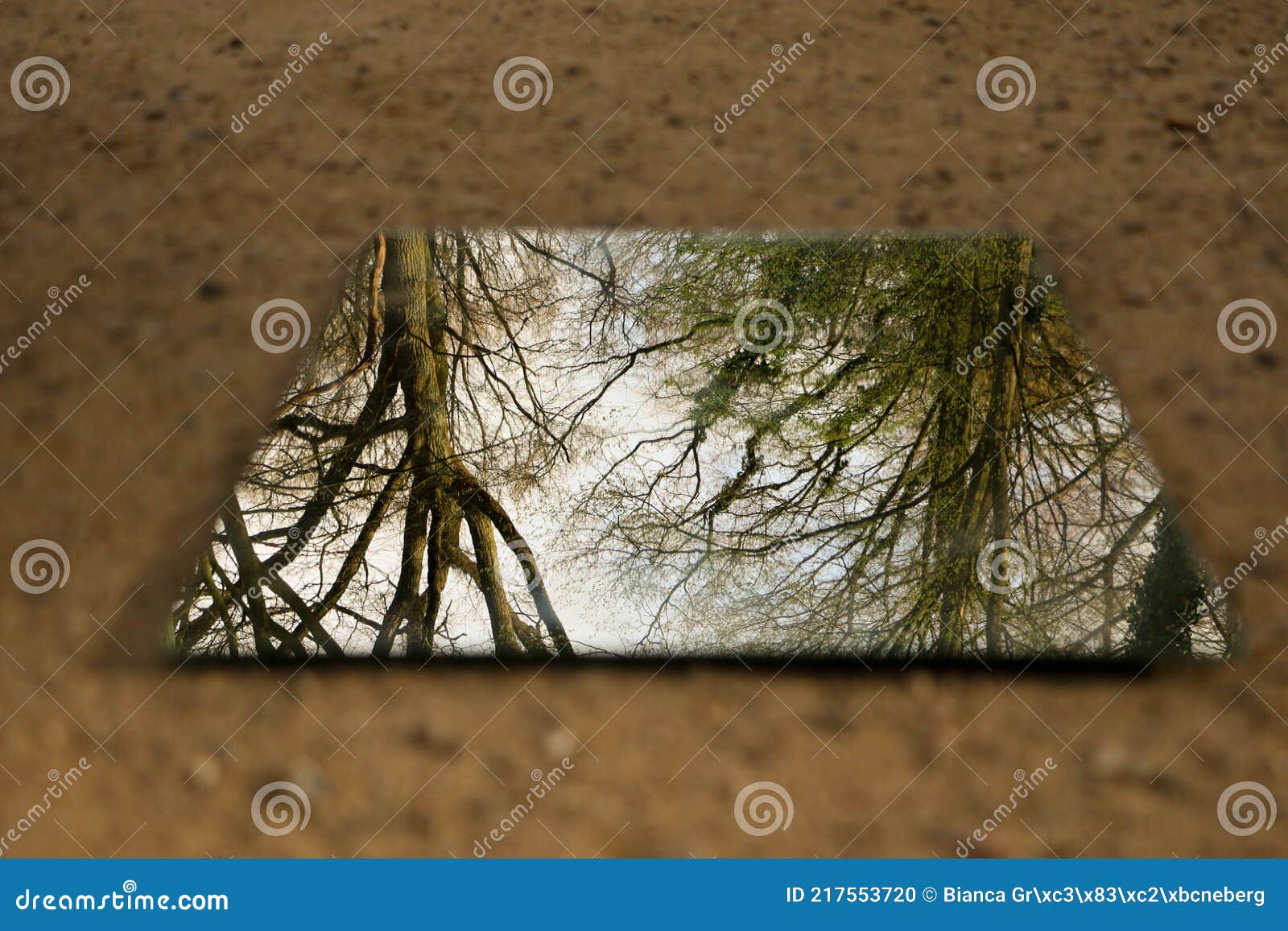 Angular Mirror Lies on a Sandy Path in the Forest and Reflects the ...