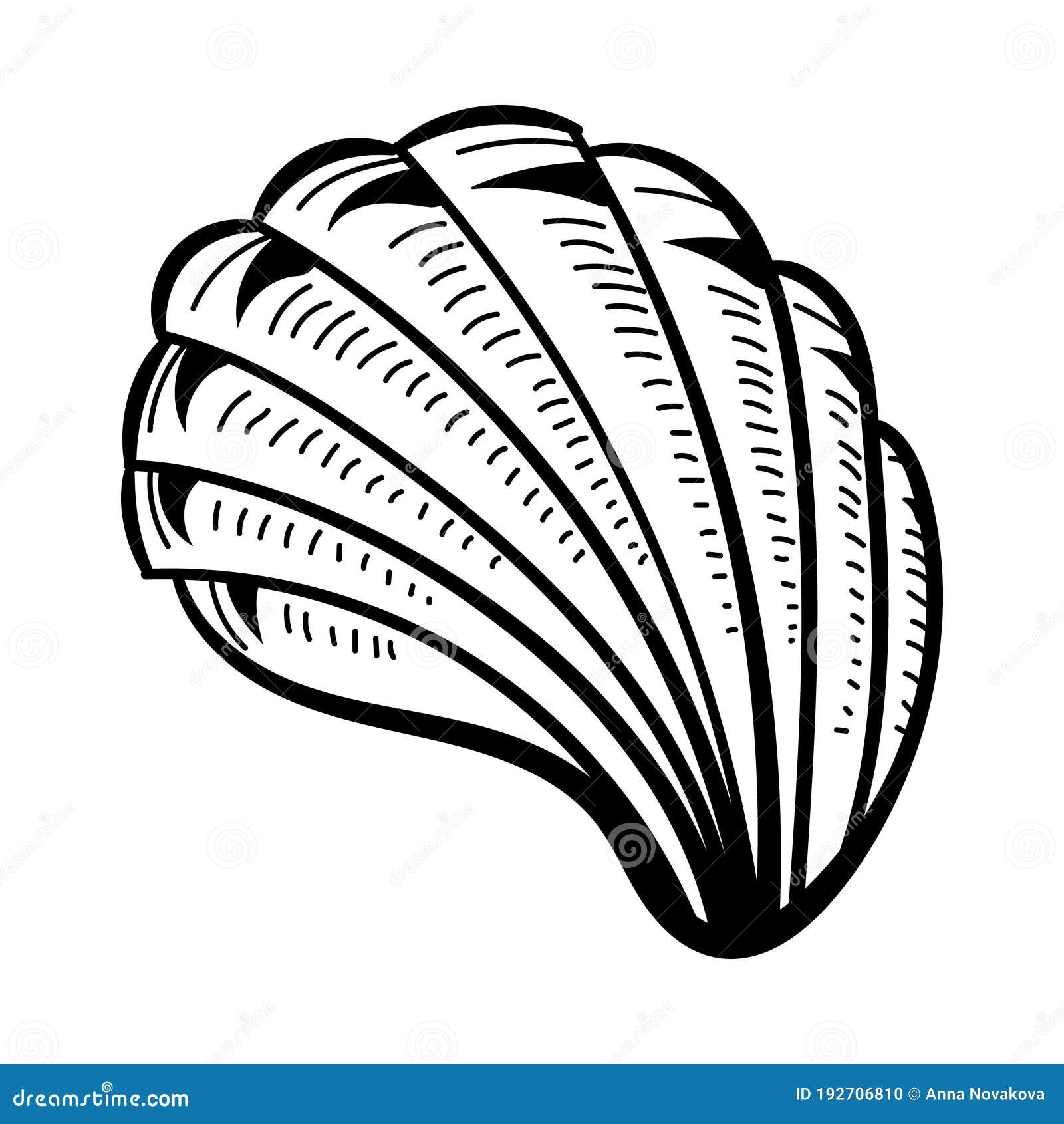 Angular Murex Seashell Hand Drawn Illustration Stock Vector ...