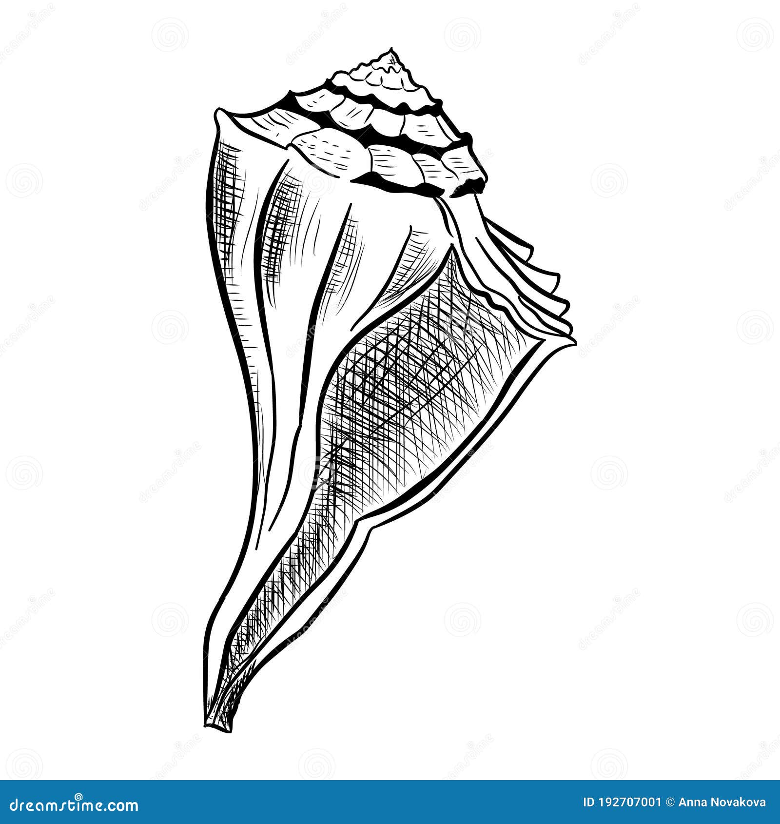 Angular Murex Seashell Hand Drawn Illustration Stock Vector ...