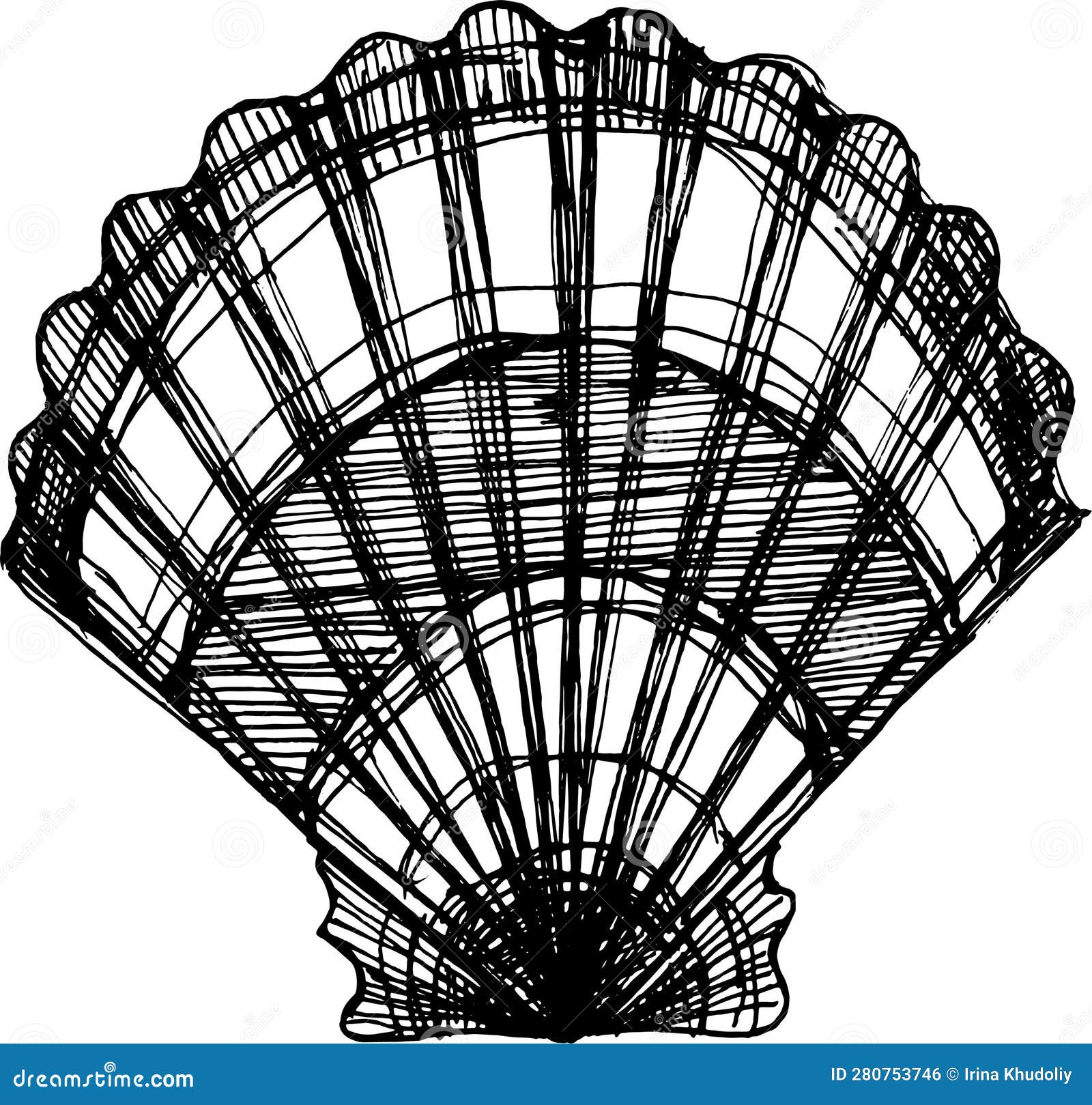 Sea shells hand drawn stock illustration. Illustration of sketch ...