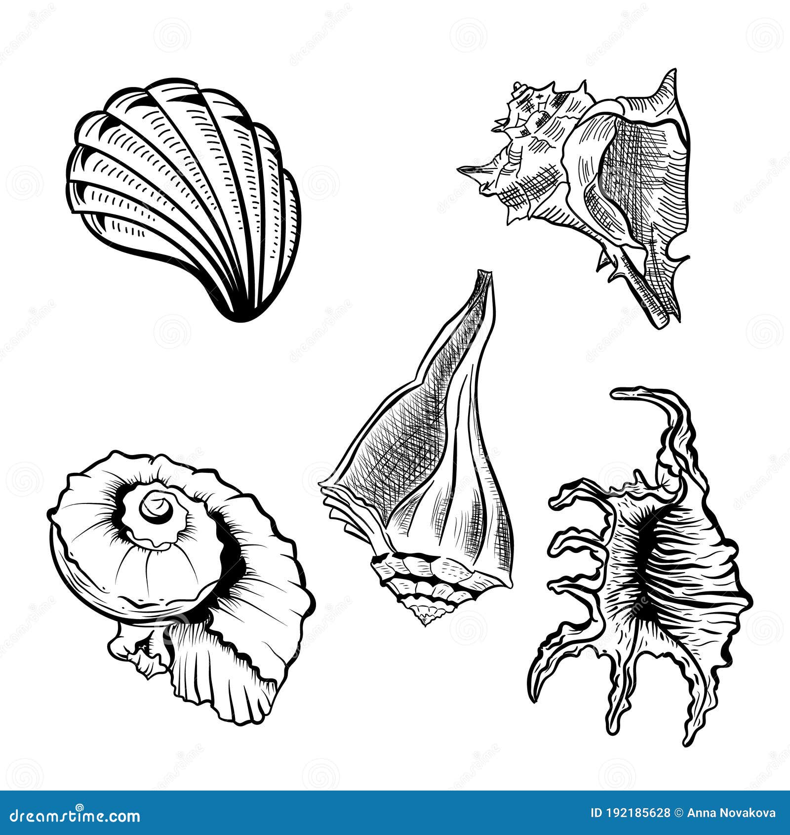Angular Murex Seashell Hand Drawn Vector Set. Stock Vector ...