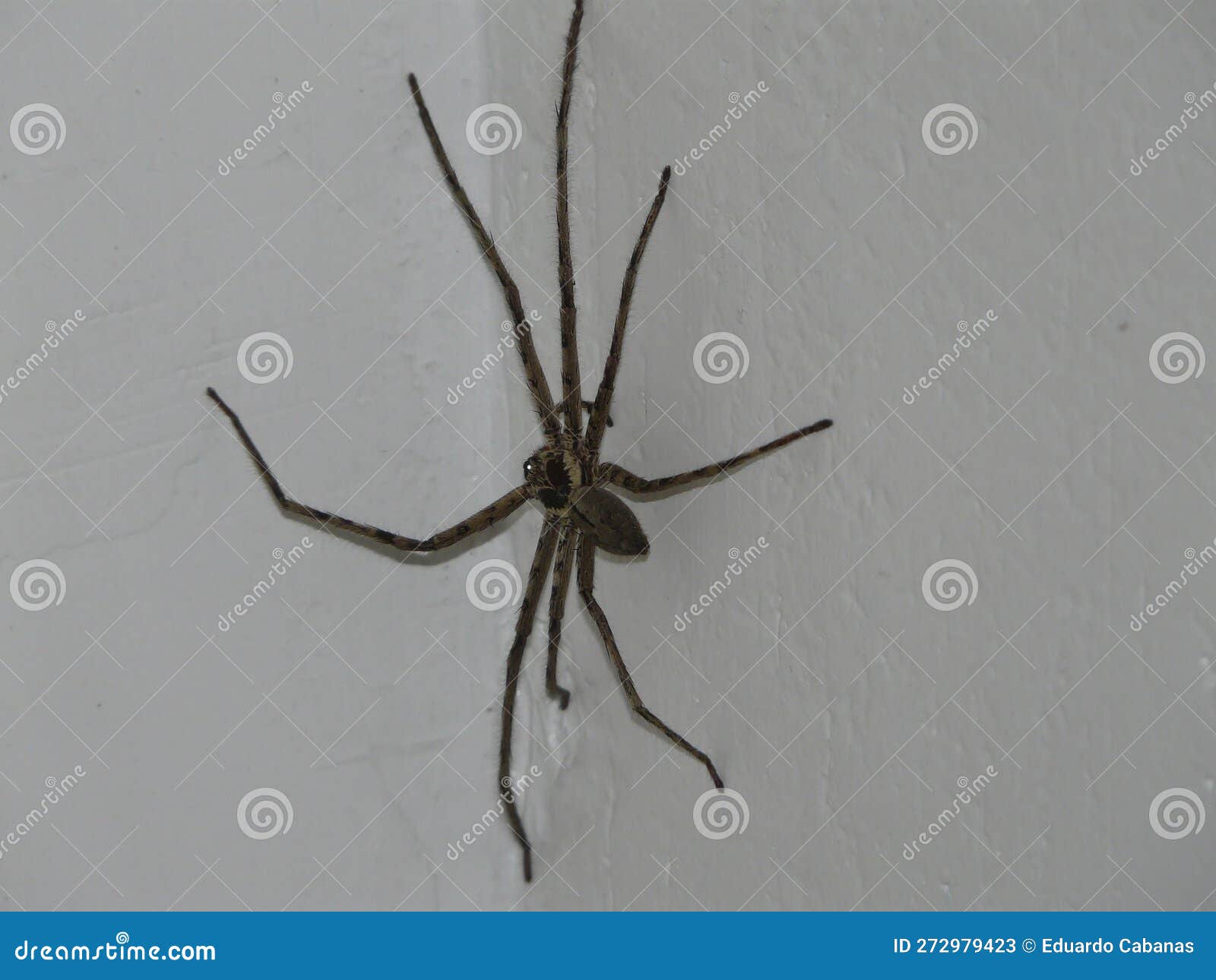 Angular Spider in Davao, Mindanao, Philippines Stock Image - Image of ...