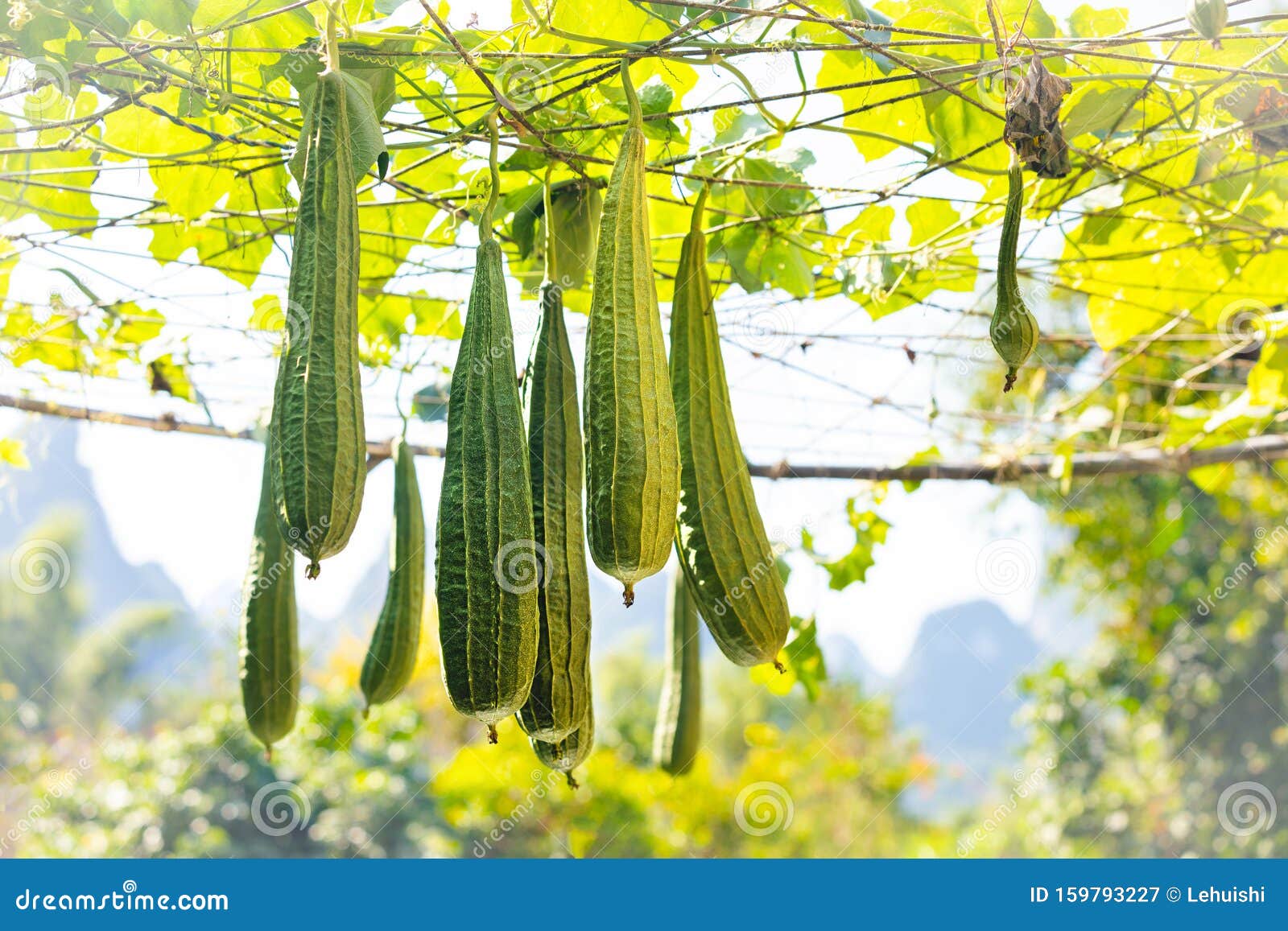 Angular Sponge Gourd Plant in Natural Environment Stock Image - Image ...