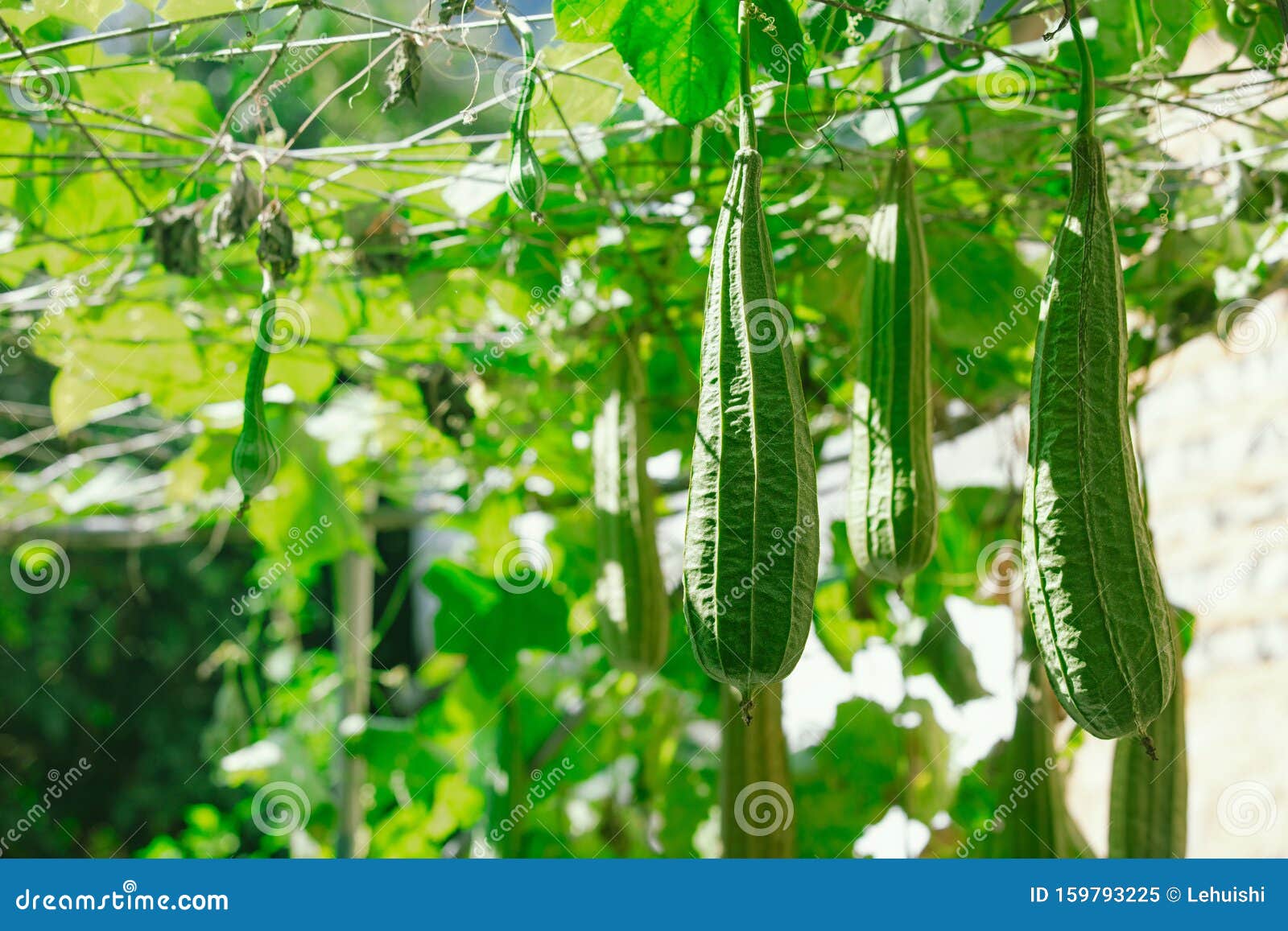 Sponge Gourd Smooth Luffa Plantation Royalty-Free Stock Image ...