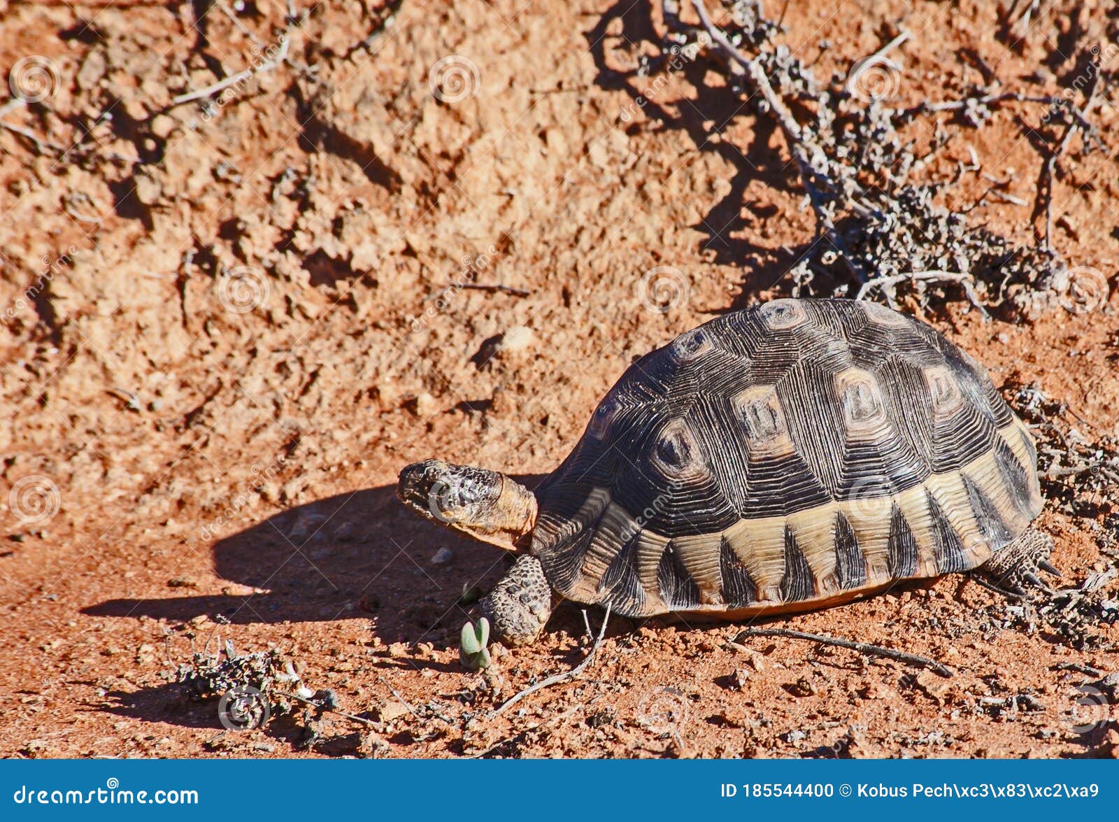 Angulate Tortoise Chersina Angulata 11603 Stock Photo - Image of ...