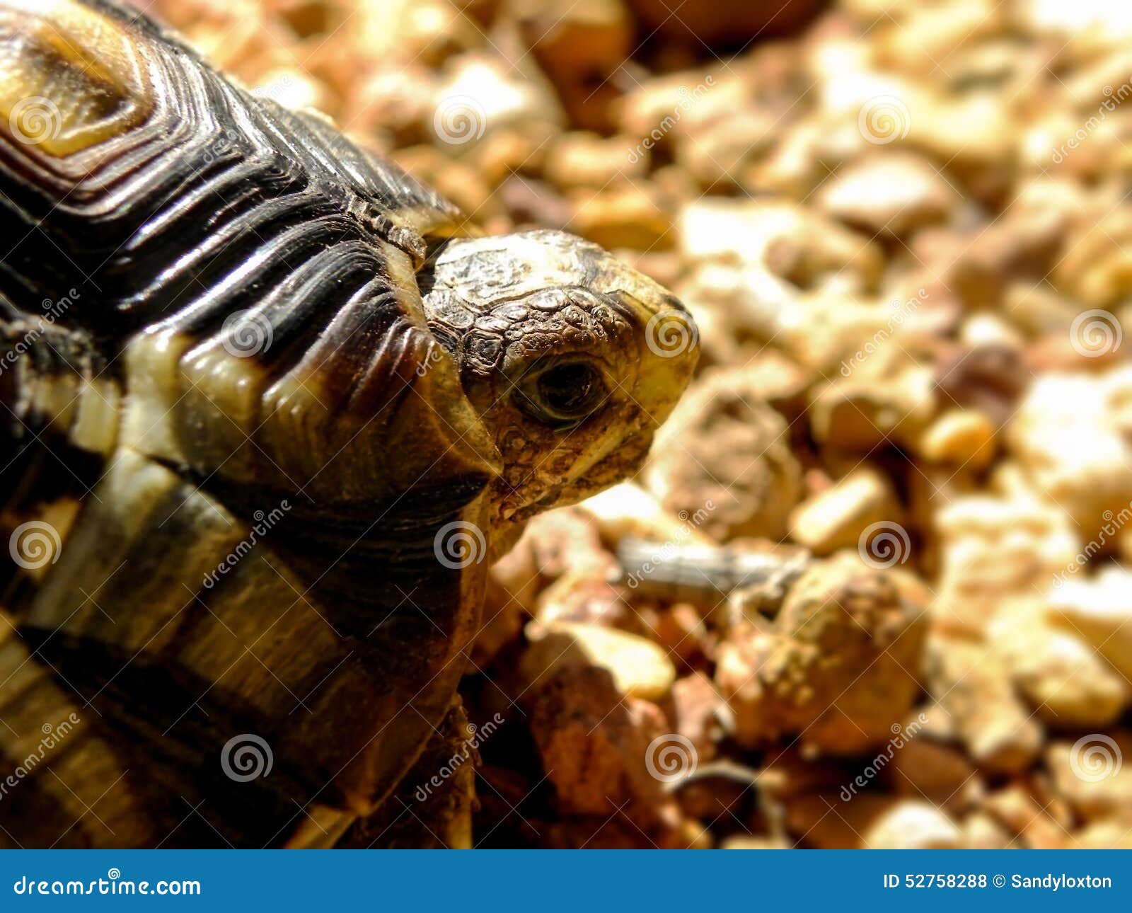 Angulate Tortoise 3 stock photo. Image of chersina, southern - 52758288