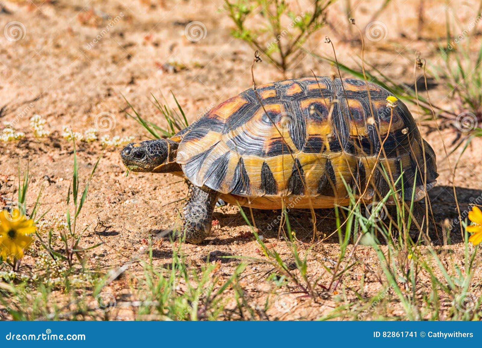 Angulate Tortoise stock image. Image of yellow, spring - 82861741