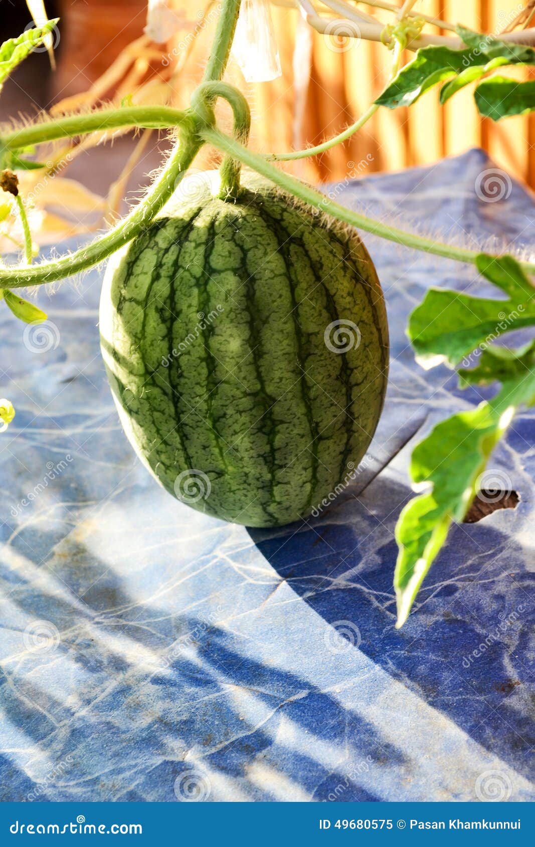 Anguria immagine stock. Immagine di importante, verde - 49680575