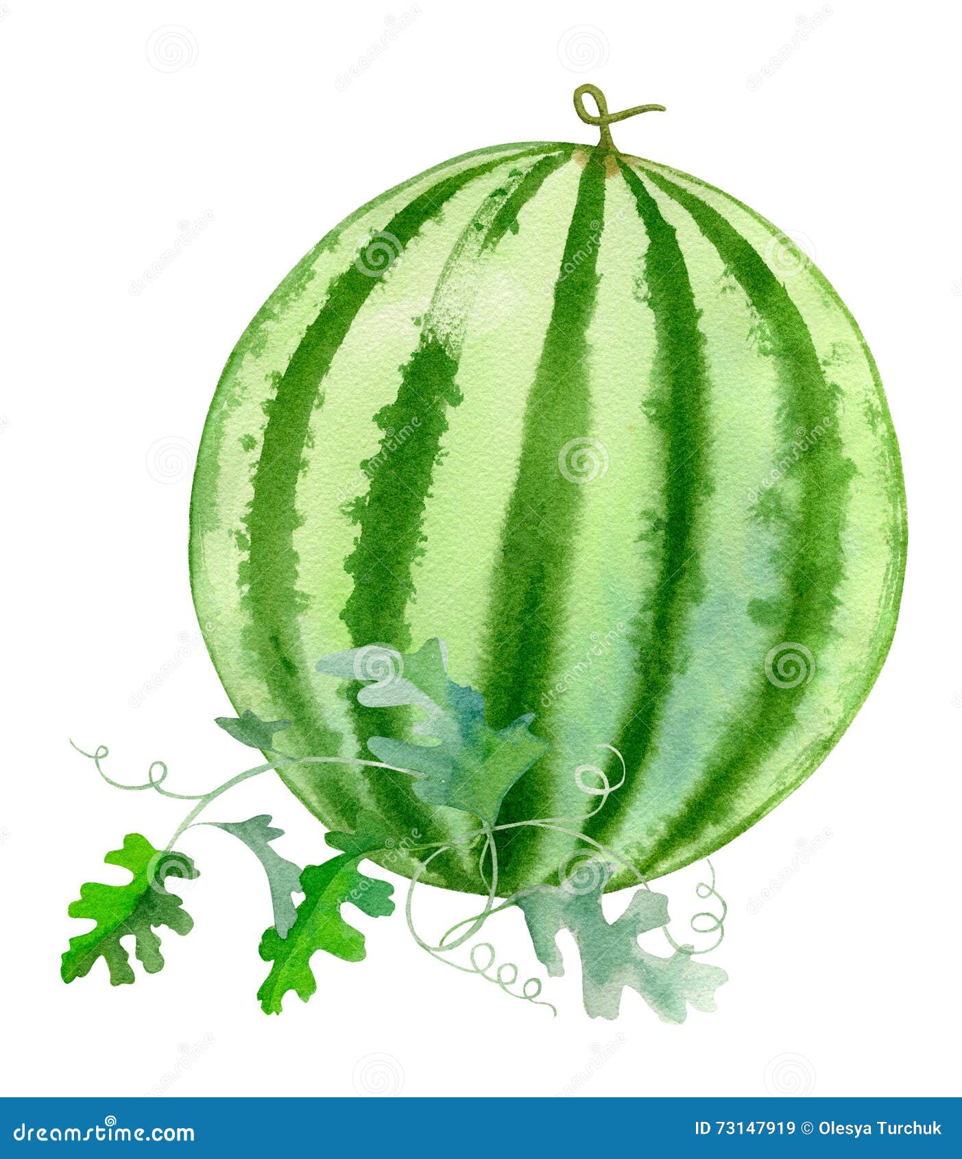 Anguria Dipinta a Mano Dell'acquerello Illustrazione di Stock ...