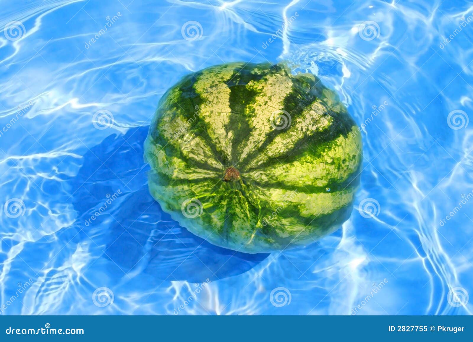 Anguria fresca in acqua immagine stock. Immagine di cerchio - 2827755