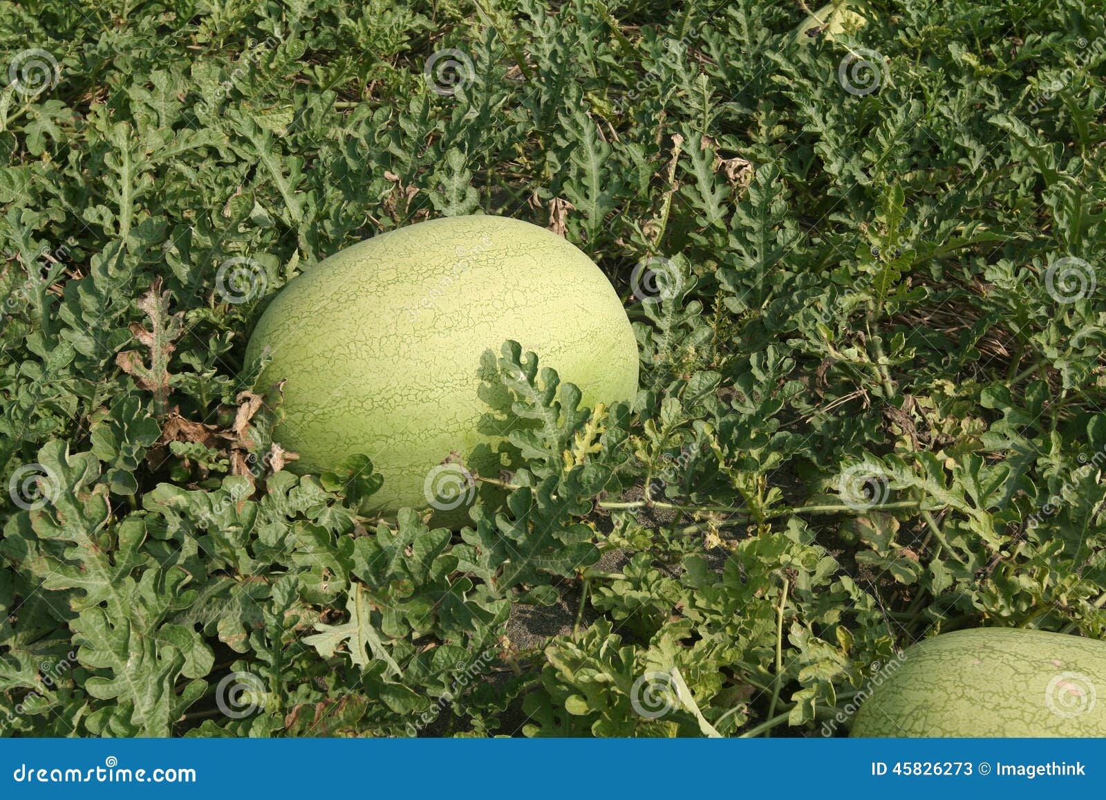 Anguria nei campi immagine stock. Immagine di raccolto - 45826273