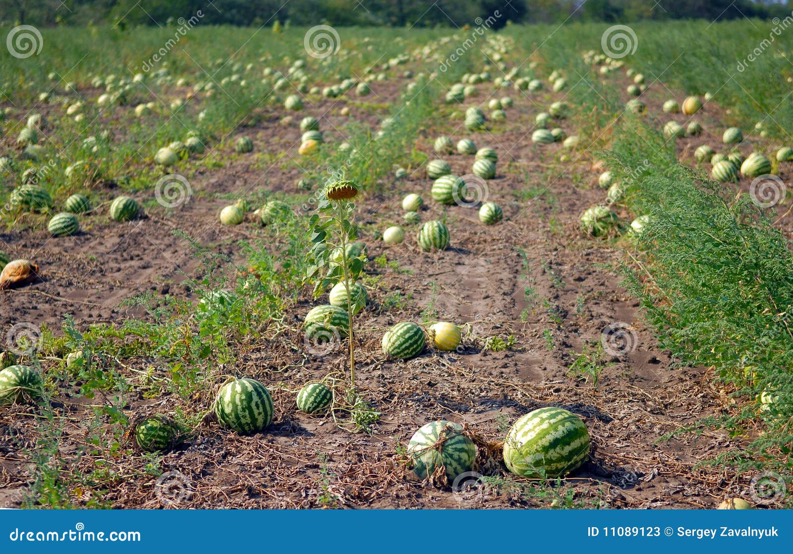 Angurie mature immagine stock. Immagine di striato, saporito - 11089123