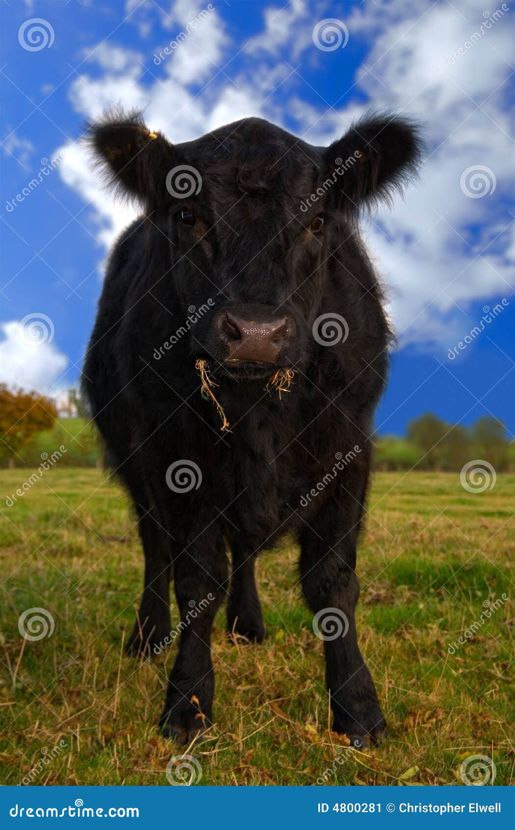 Angus aberdeen krowa obraz stock. Obraz złożonej z angus - 4800281